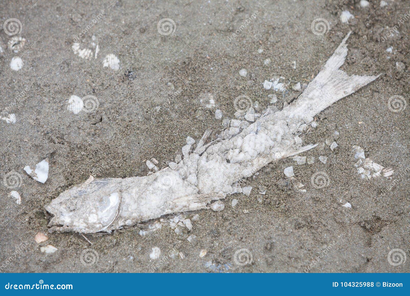 Dead fish on a beach stock photo. Image of pond, fish - 104325988