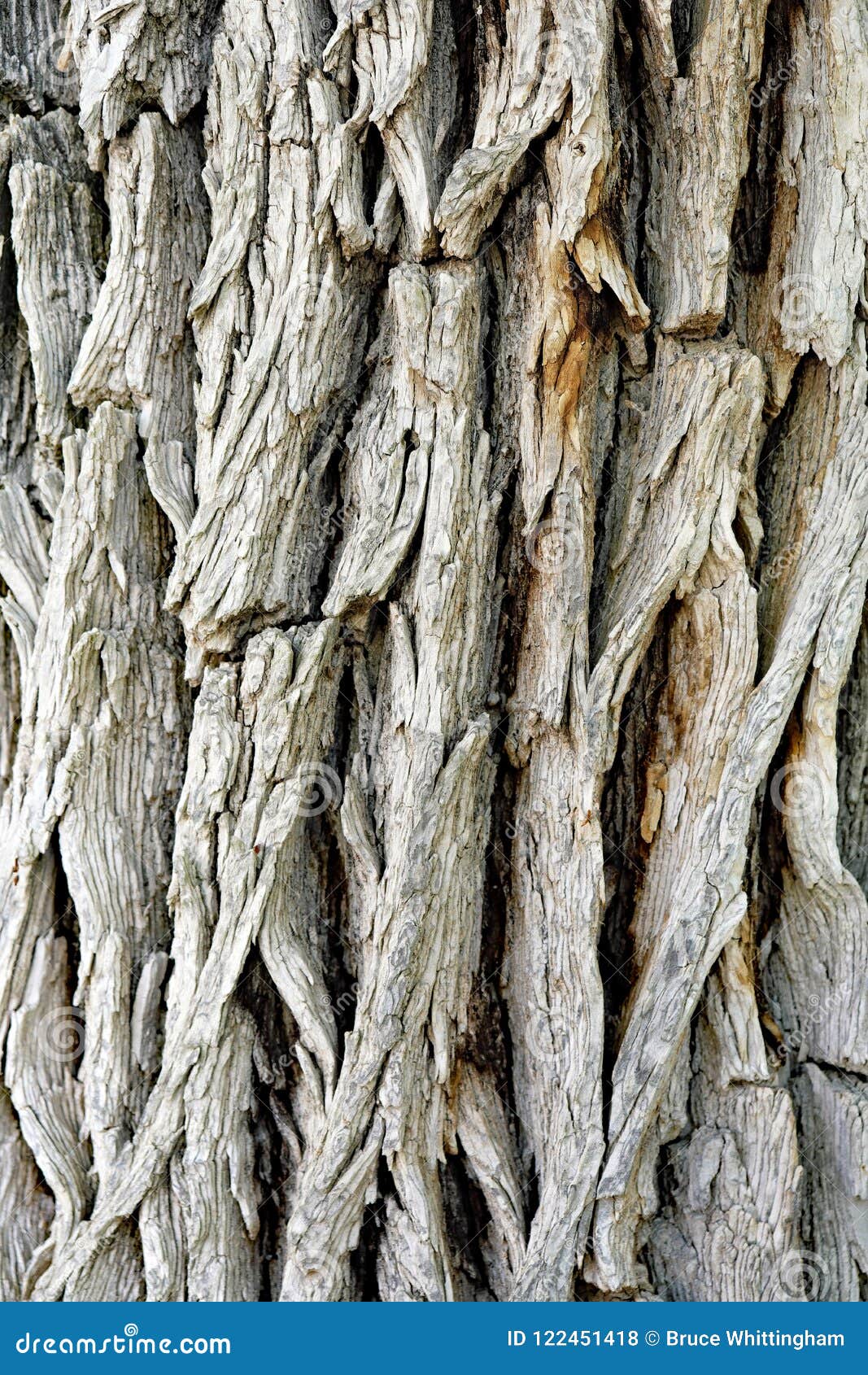 Heavily Textured Tree Bark stock photo. Image of abstract - 122451418