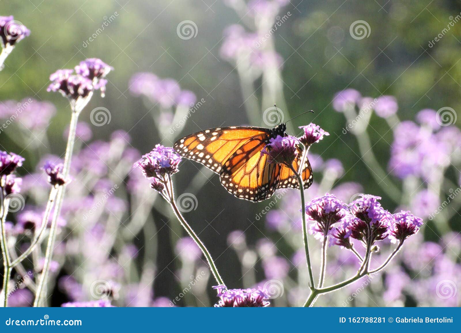 Detail of Delicate Butterfly Posing in Violet Flowers Stock Image ...