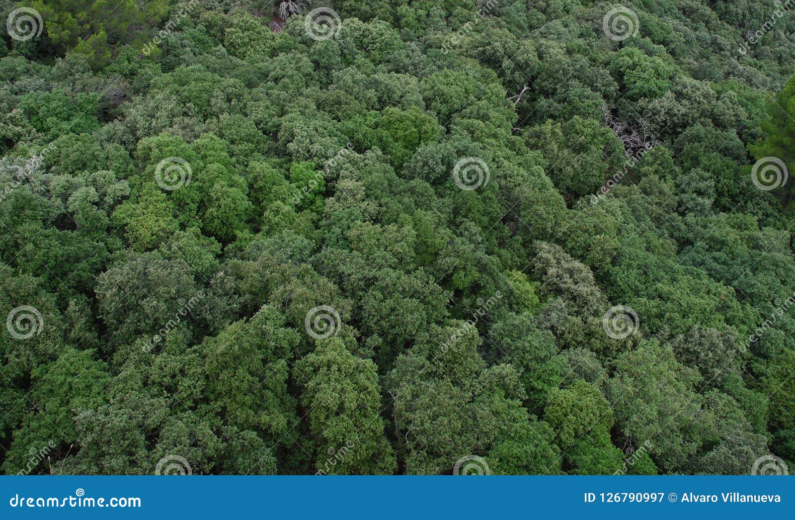 Dense forest. Aerial view stock image. Image of forest - 126790997