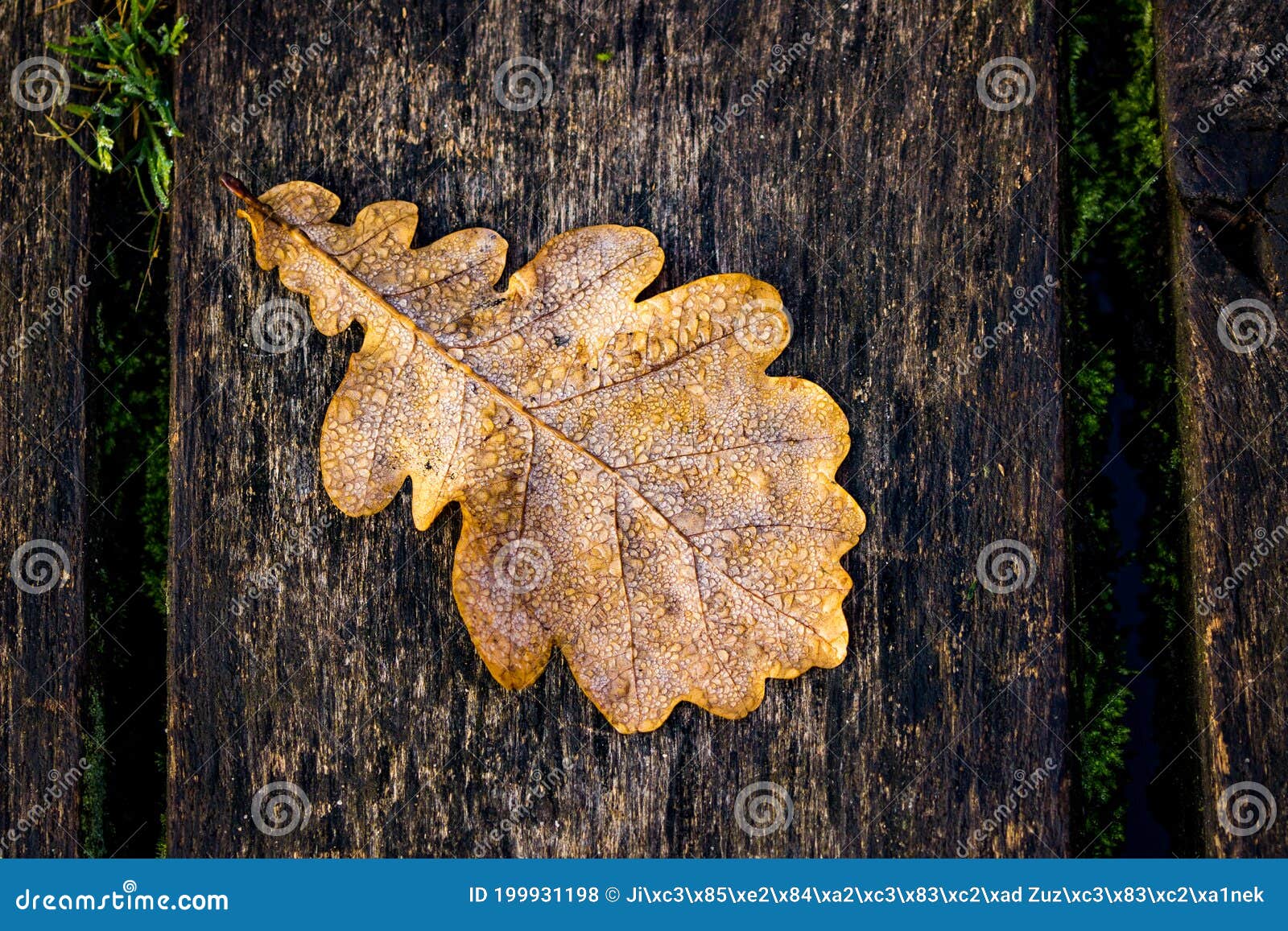 Detail of Dewy Leaf in Autumn Stock Photo - Image of drop, raindrop ...