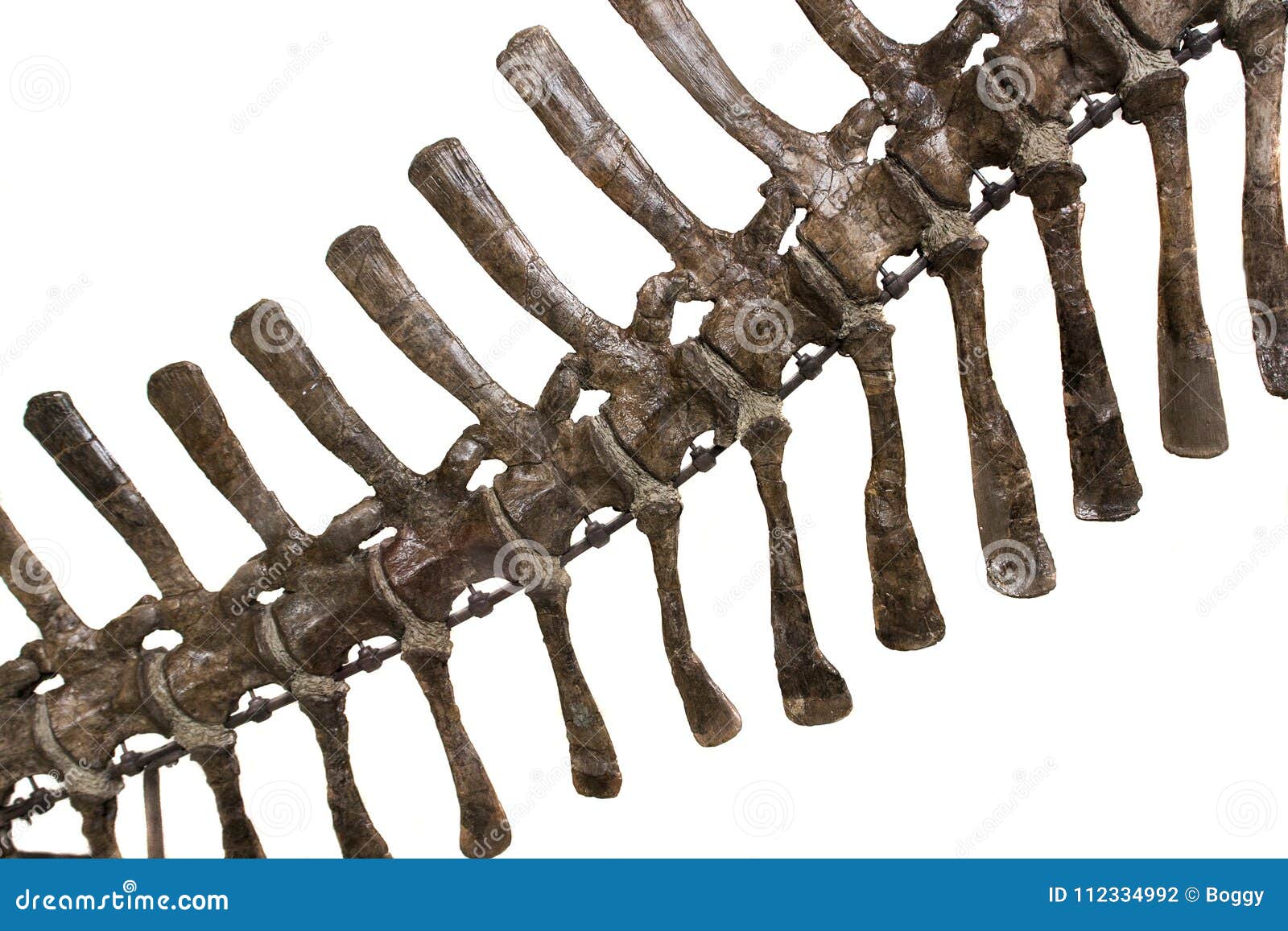 Dinosaur Bones Stock Photography | CartoonDealer.com #85442306