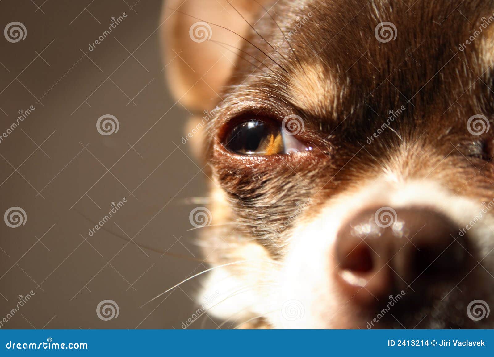 Detail of dog eye stock photo. Image of macro, clever - 2413214