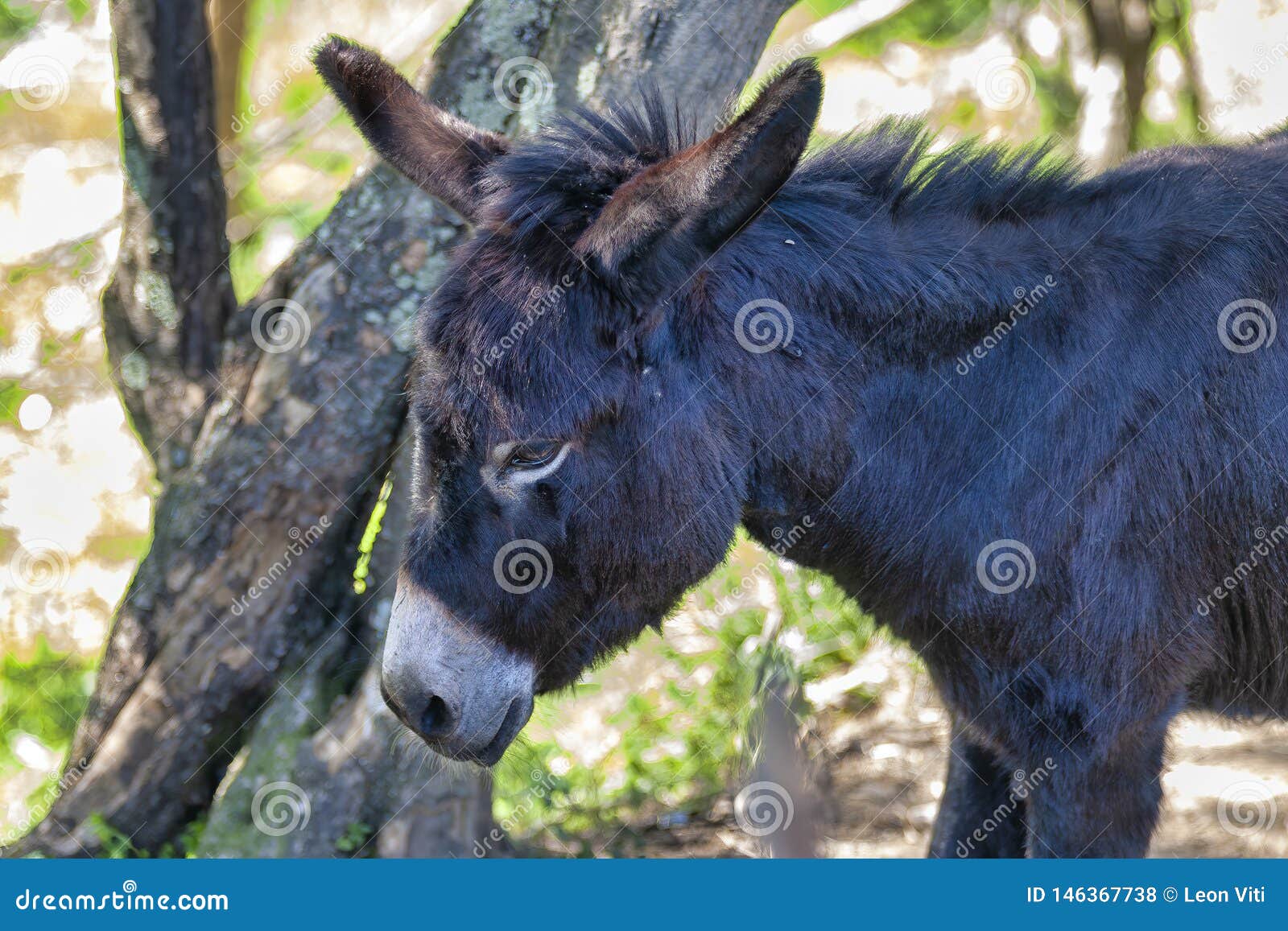 Detail of donkey nose stock photo. Image of animal, mammal - 146367738