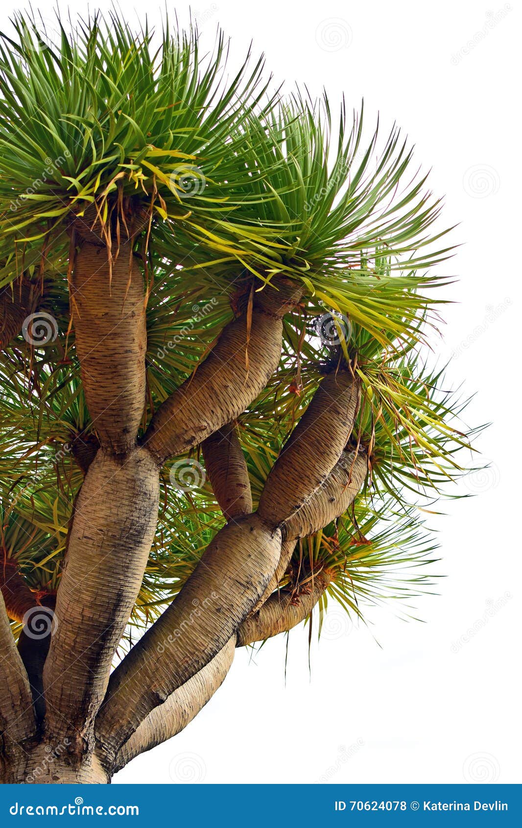 Detail of a Dragon Tree in Madeira Stock Photo - Image of flora ...