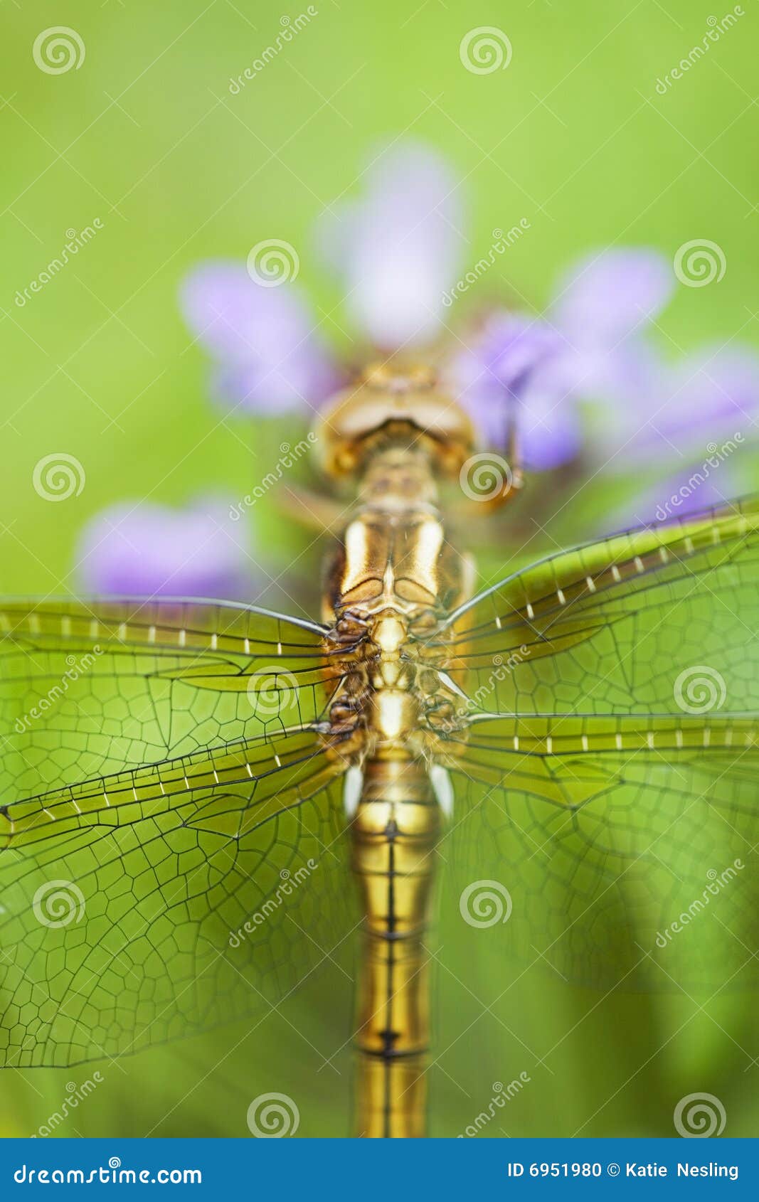 Detail Of Dragonfly Wings Stock Photography | CartoonDealer.com #6951980