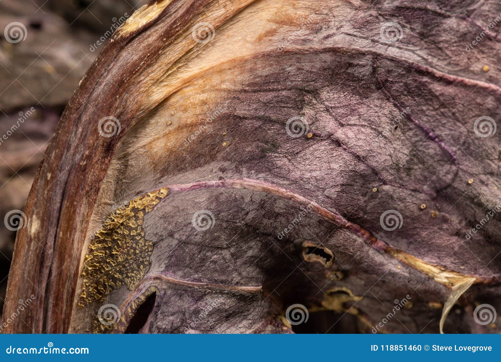 Detail of Dried Red Cabbage Leaf Stock Photo - Image of purple, plant ...
