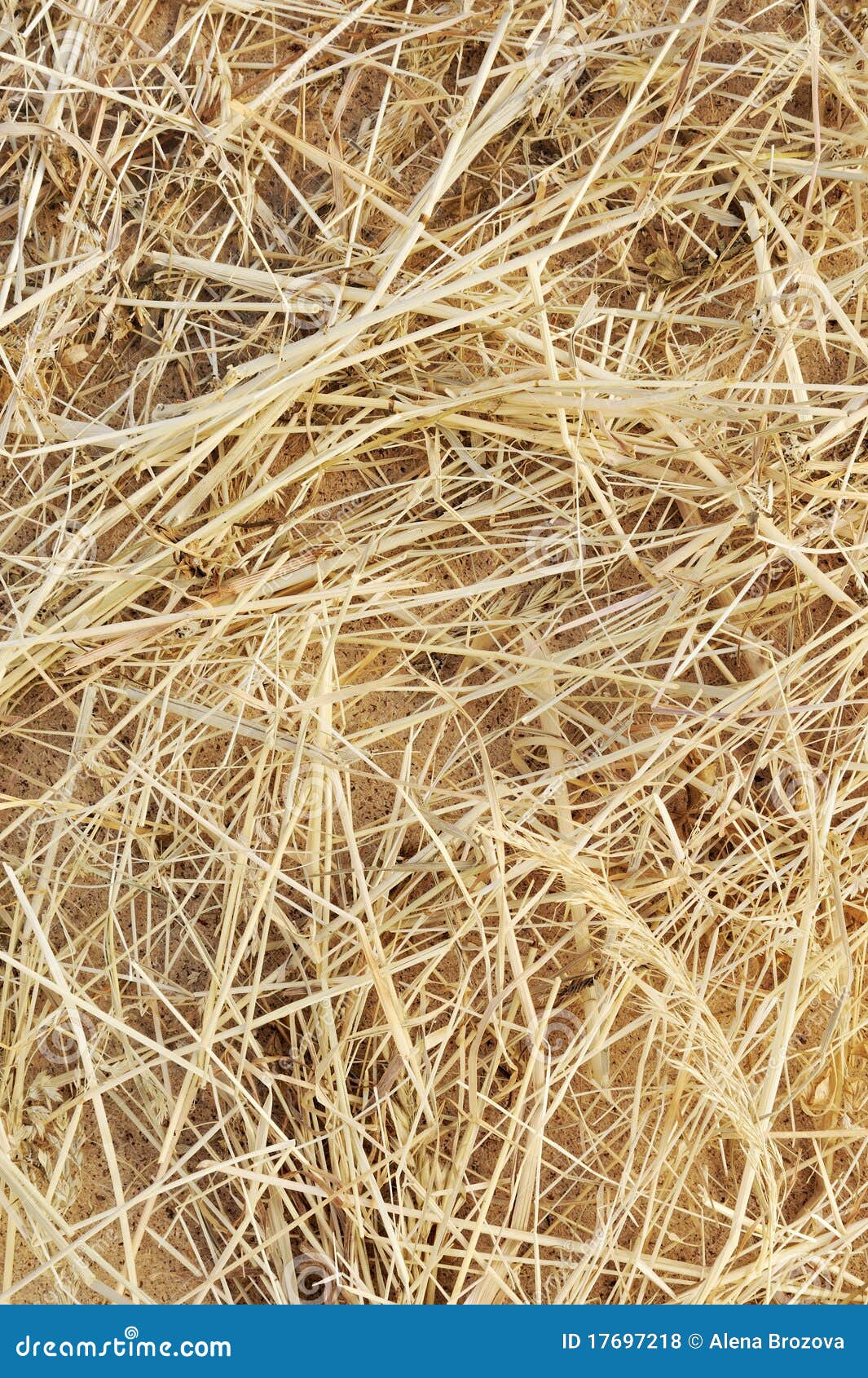 Detail of Dry Grass Hay Background Stock Photo - Image of daylight ...
