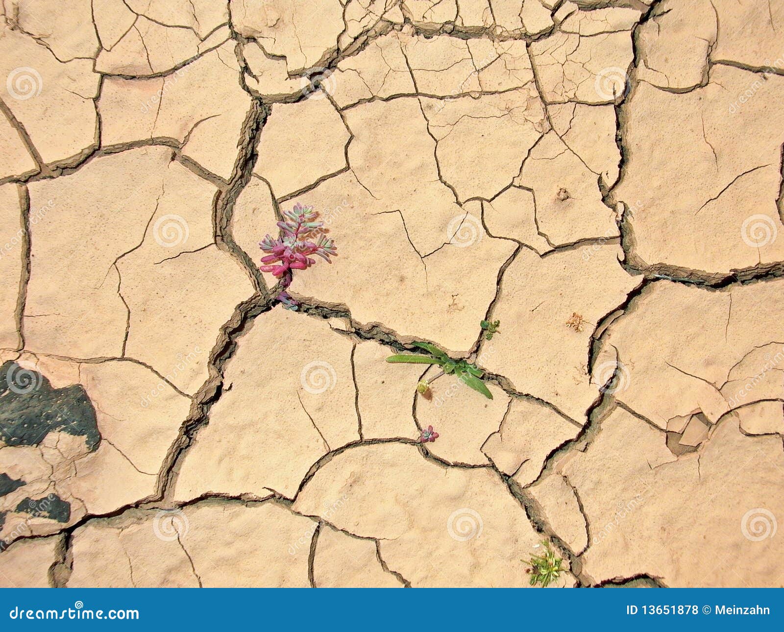 Detail of dry loam earth stock photo. Image of evaporated - 13651878