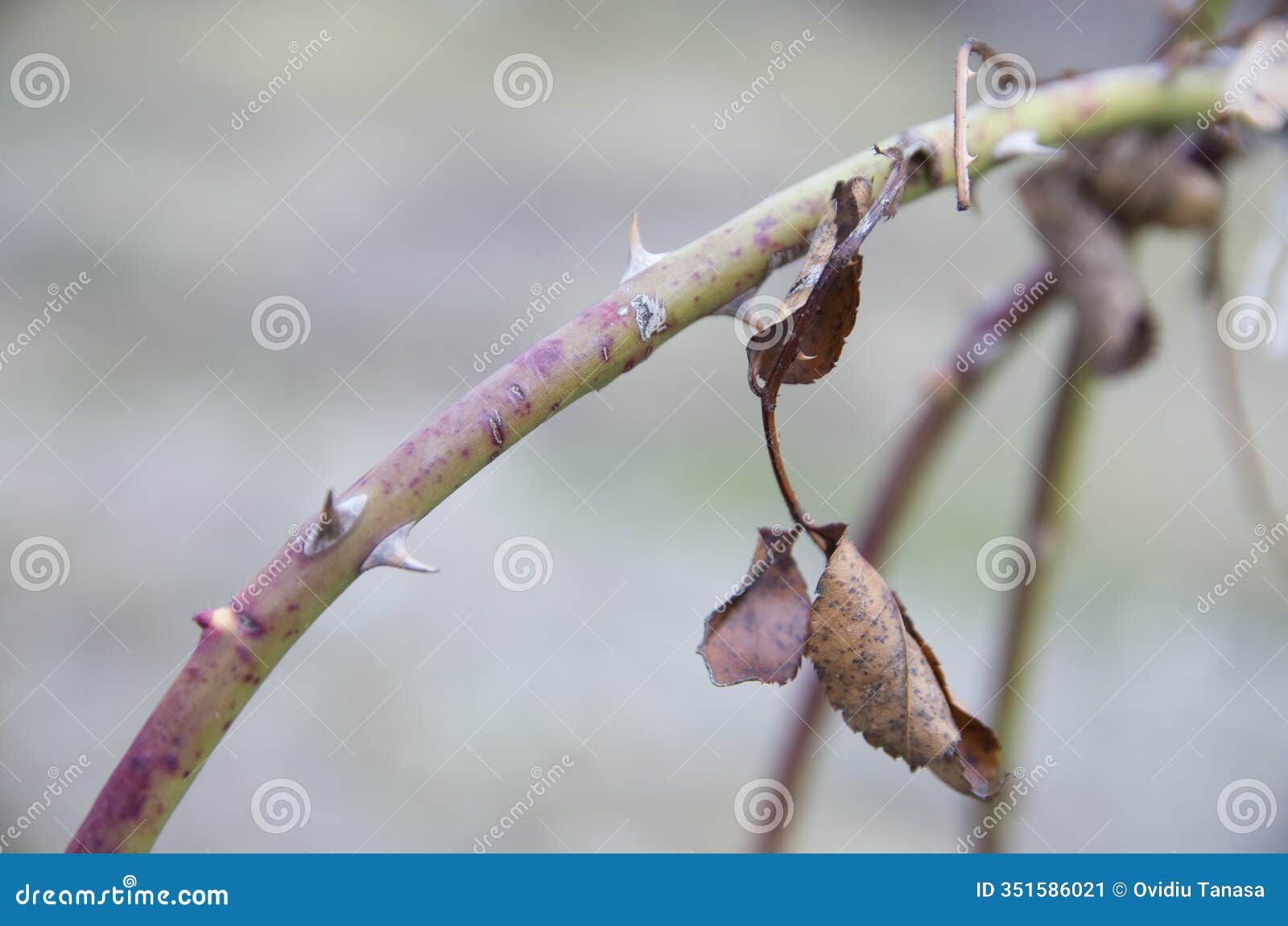 Detail of dry rose stalk stock image. Image of petal - 351586021