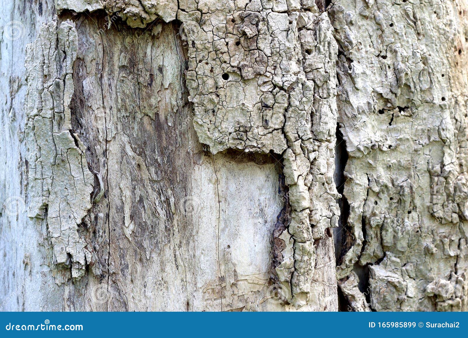 Dry Tree Bark Surface for Nature Background Stock Image - Image of ...