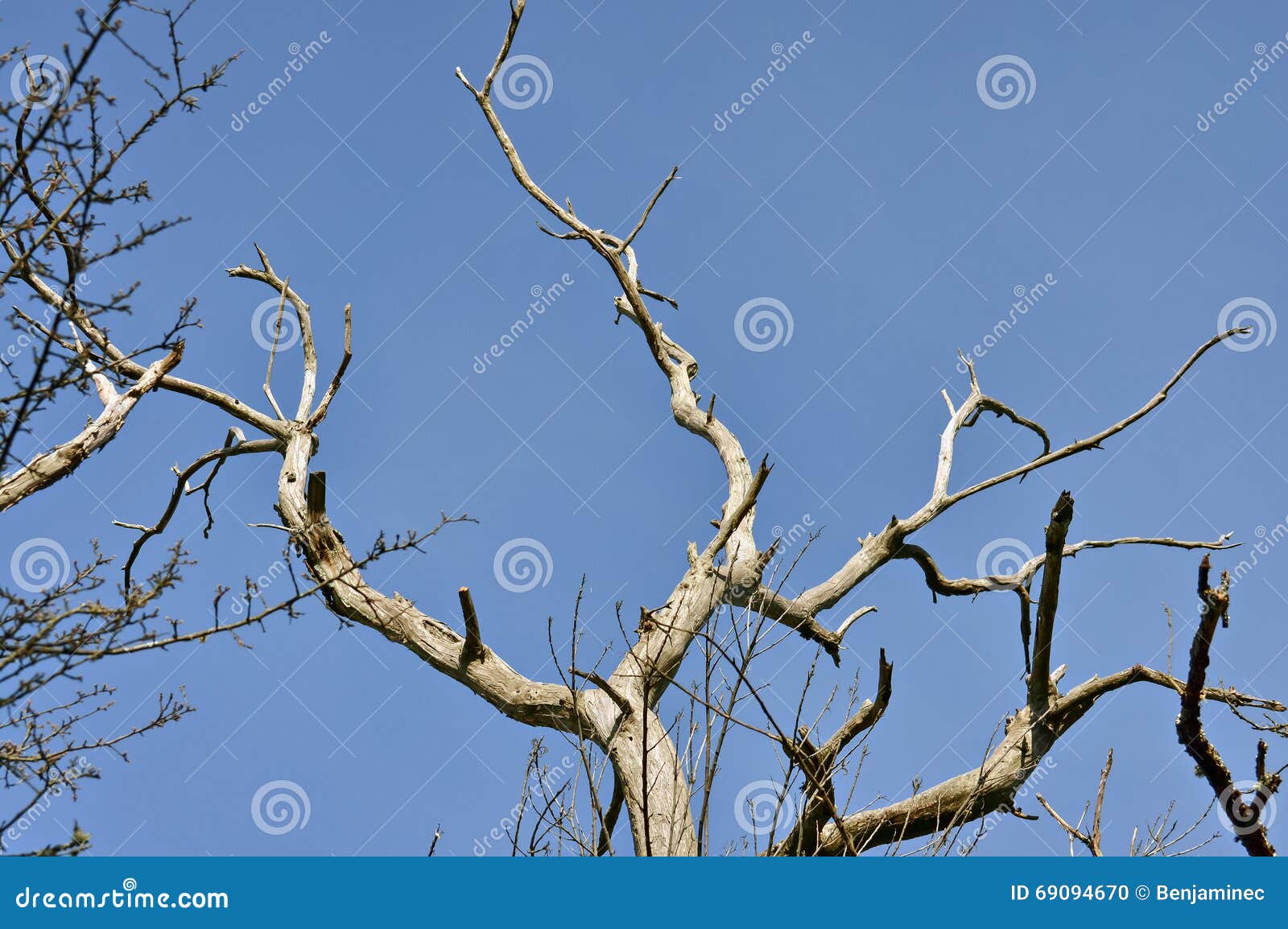 Detail of a dry tree stock photo. Image of stem, brown - 69094670
