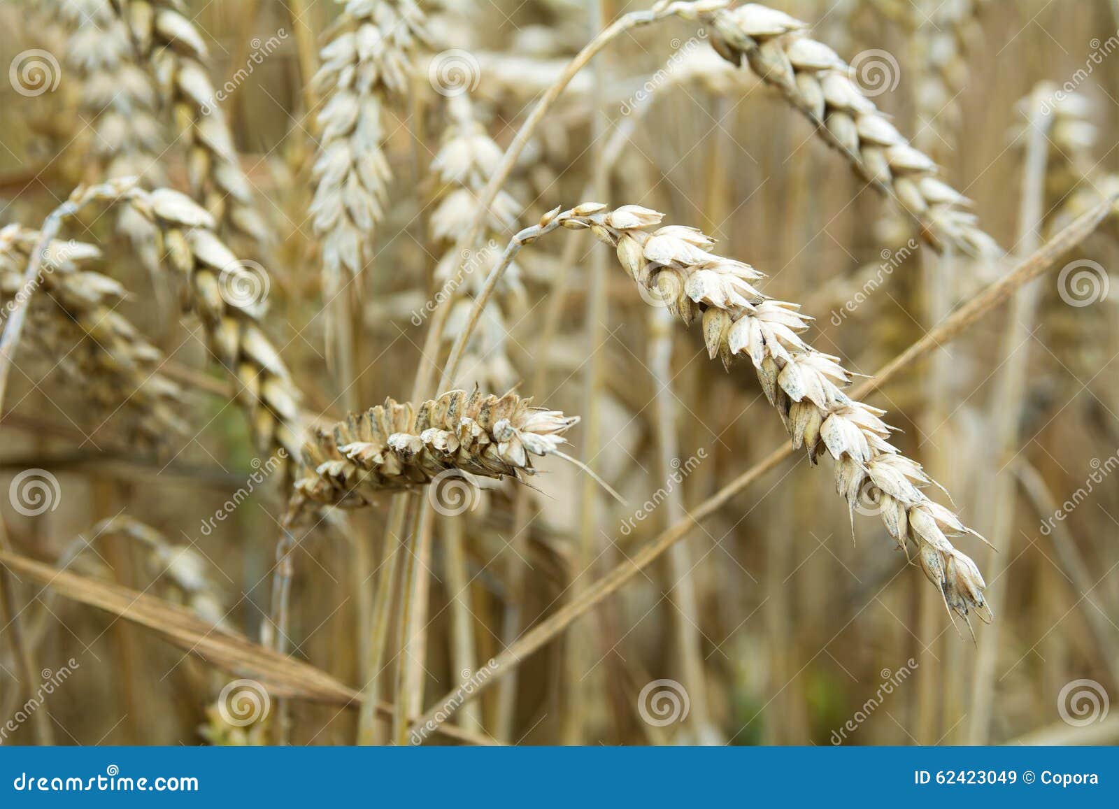 Detail Ear of Corn with Blurred Background Stock Image - Image of ...