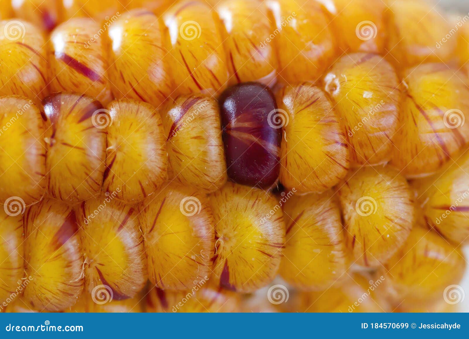 Detail of ear of maize stock image. Image of abstract - 184570699