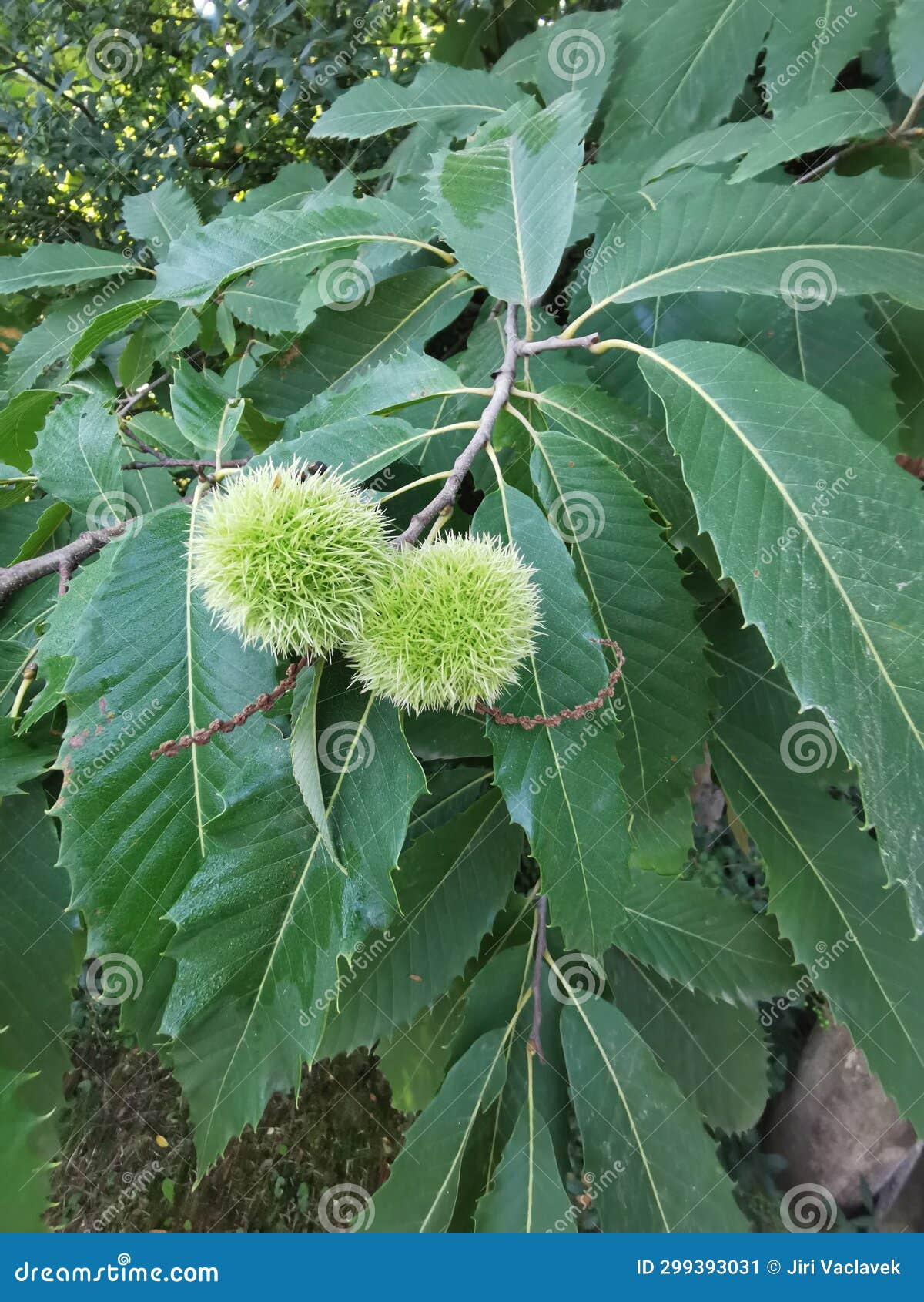 Detail of Edible Chestnut Tree Stock Image - Image of chestnut ...