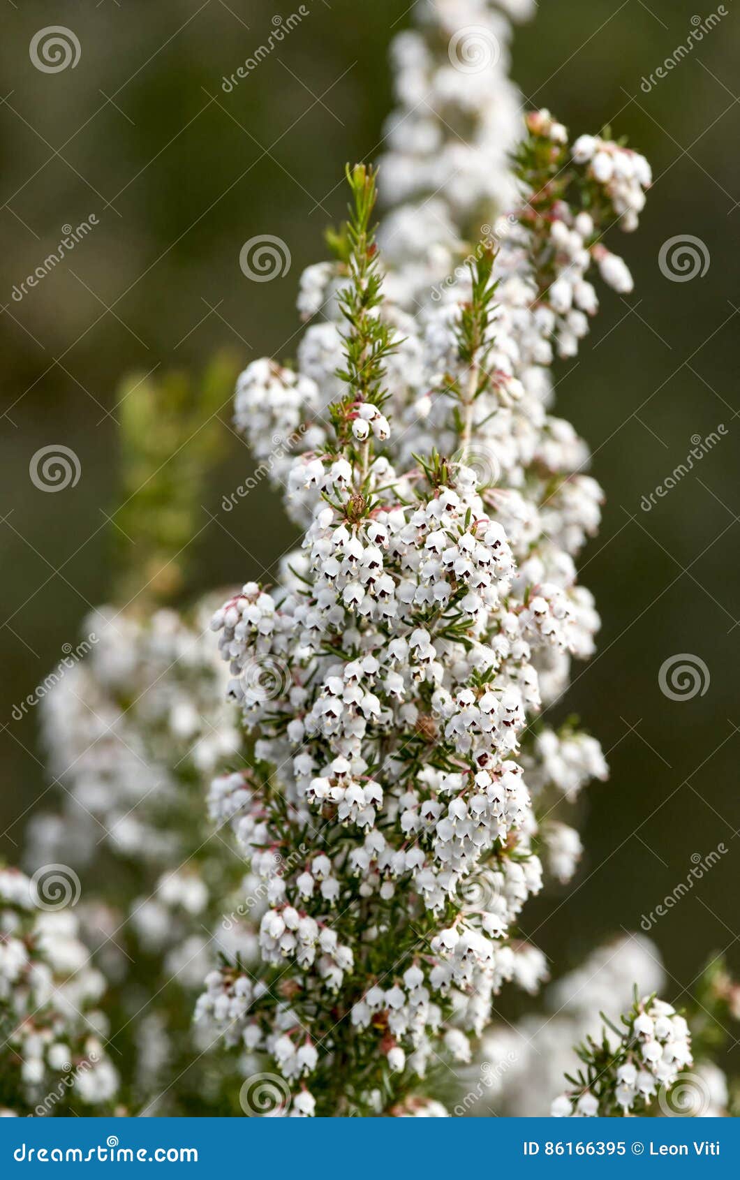 Erica Flower Field, Summer Season, Bokeh Effect Royalty-Free Stock ...
