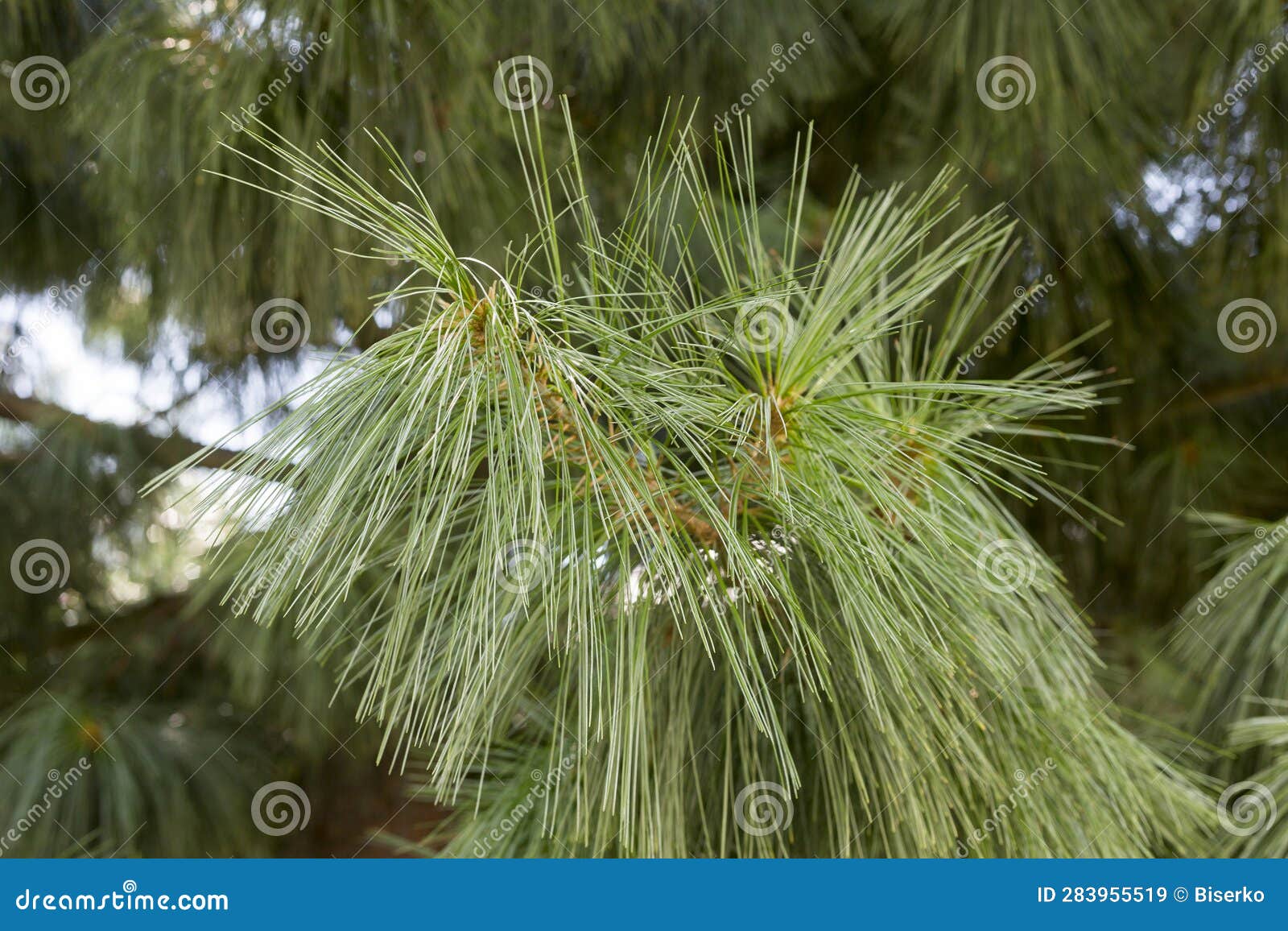 Detail of the Estern White Pine Tree Stock Image - Image of eastern ...