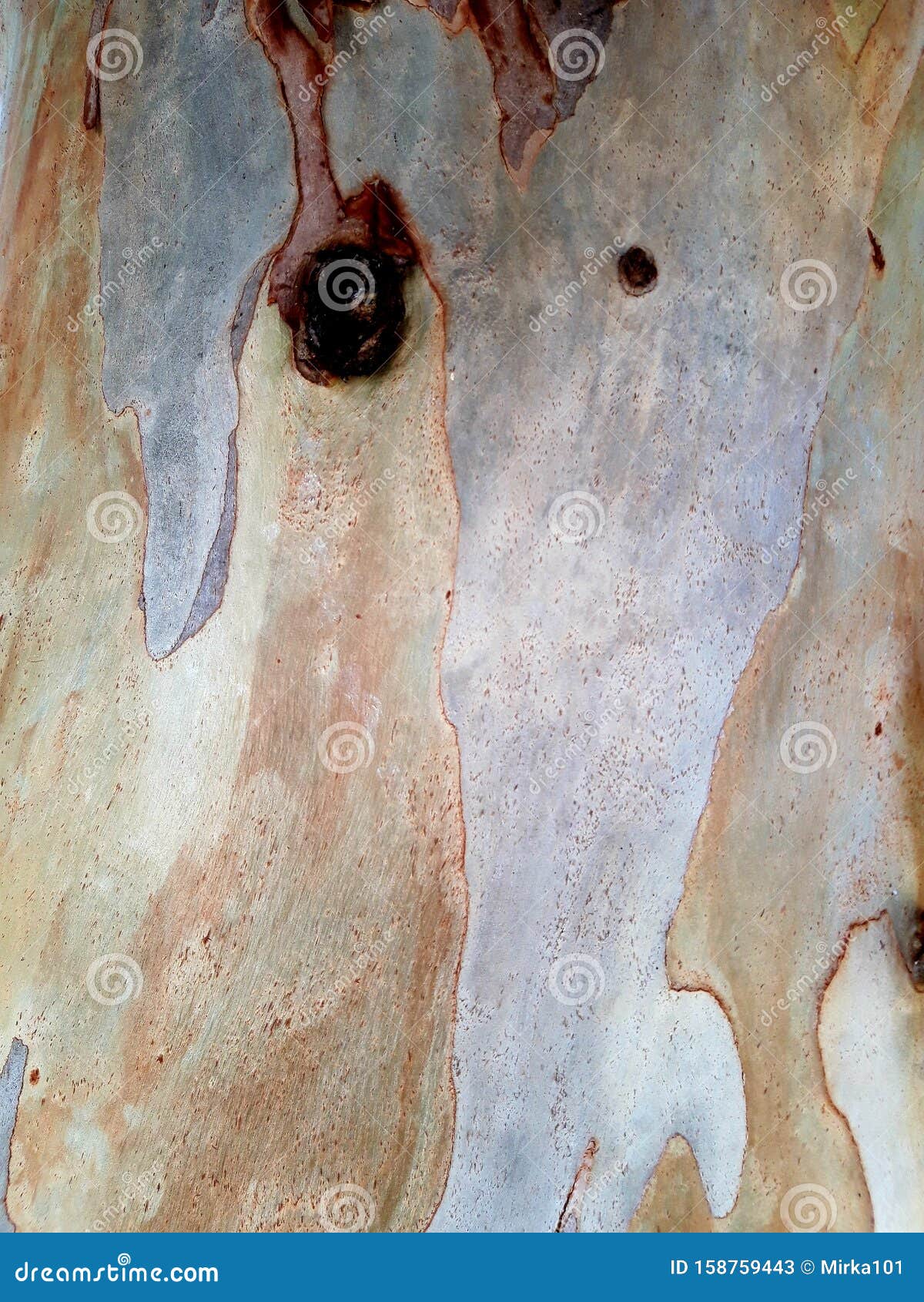 Detail of a Eucalyptus Tree. the Trunk is Smooth with Darker or Lighter ...