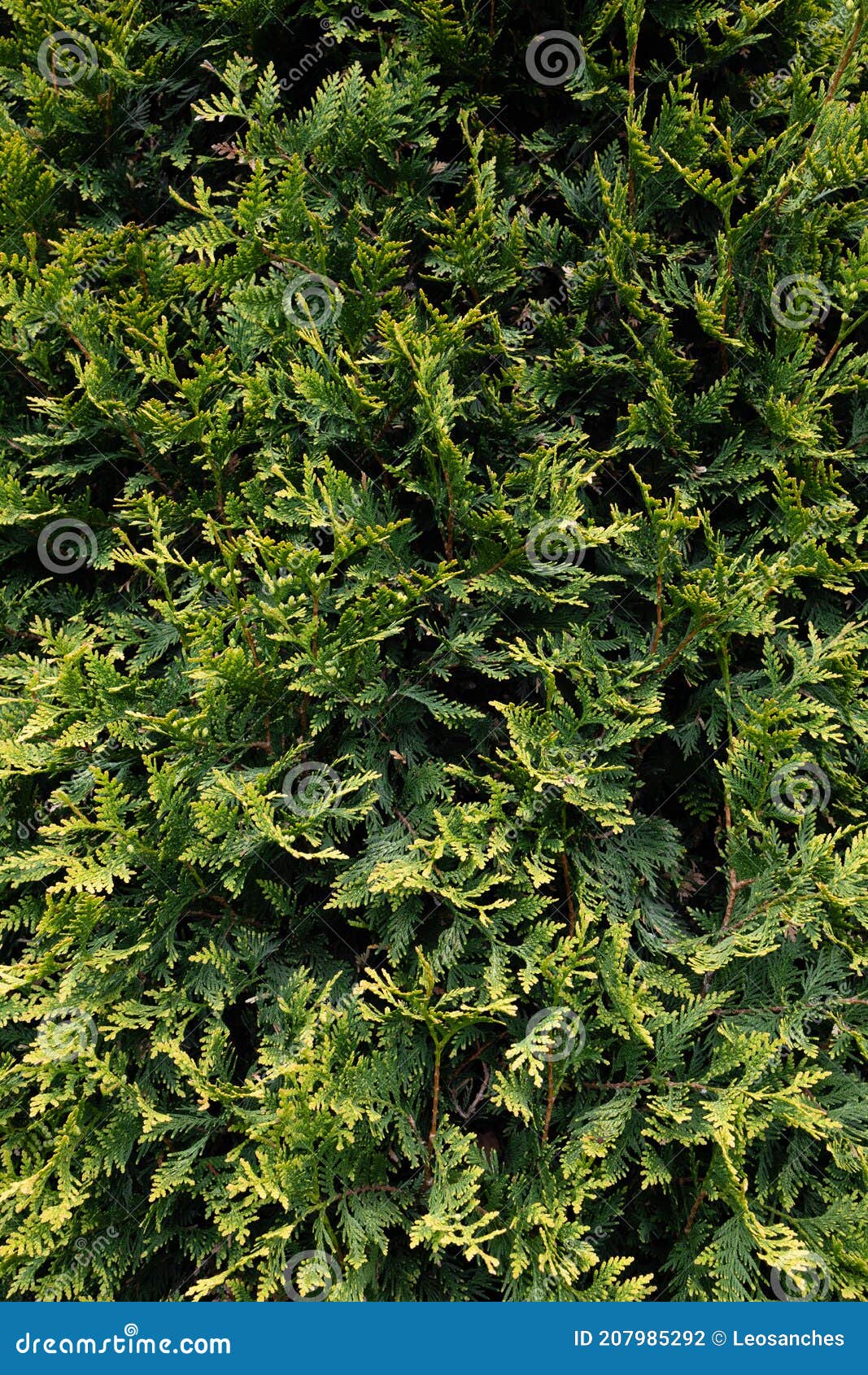 Detail of an Evergreen Leaf Stock Photo - Image of plant, environment ...