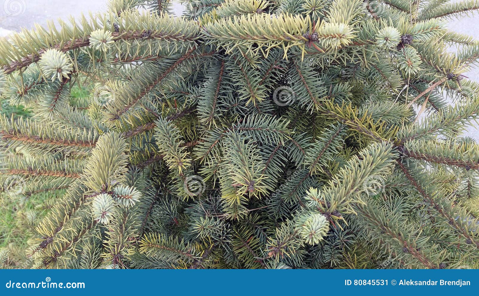 The Detail Evergreen Tree Abies Alba Stock Image - Image of adorns ...
