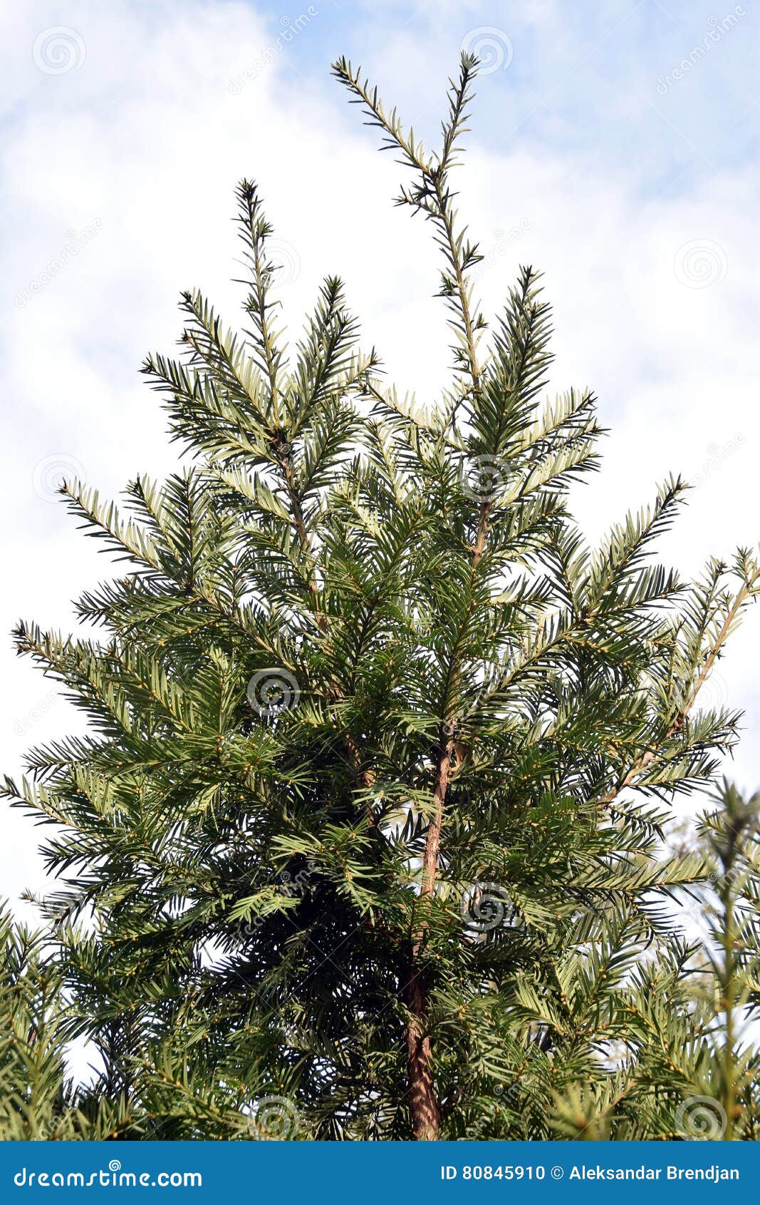 The Detail Evergreen Tree Abies Alba Stock Photo - Image of ...