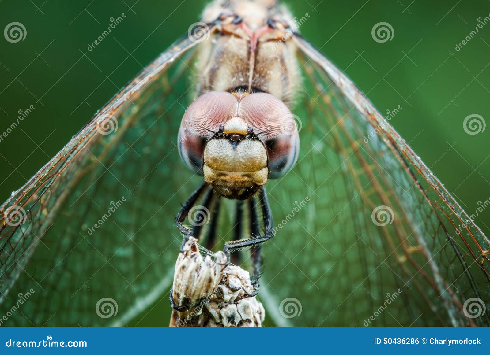 Detail of the Eye of a Dragonfly in the Foreground Stock Photo - Image ...