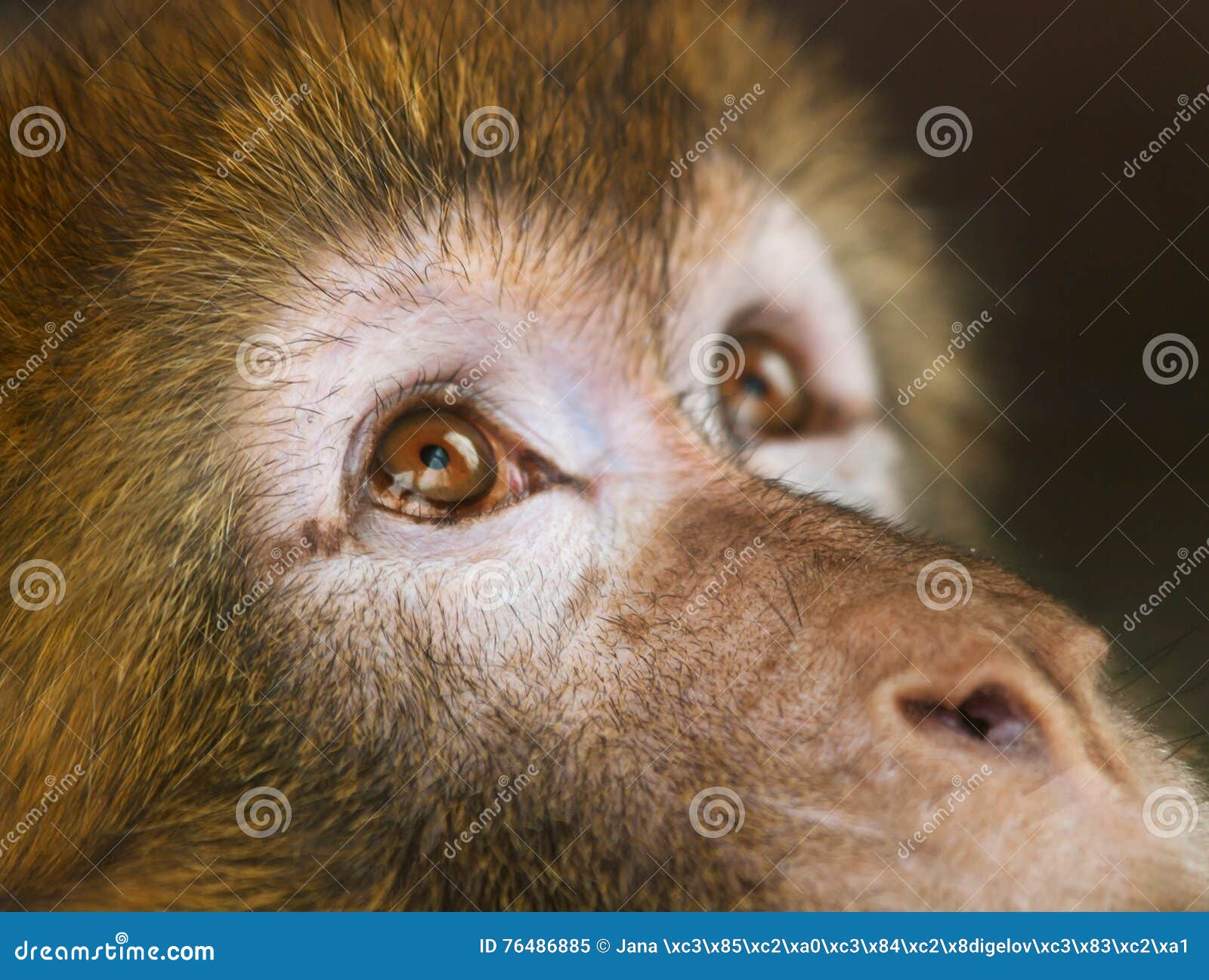 Detail of Face, Eye and Nose of Barbary Macaque - Macaca Sylvanus Stock ...