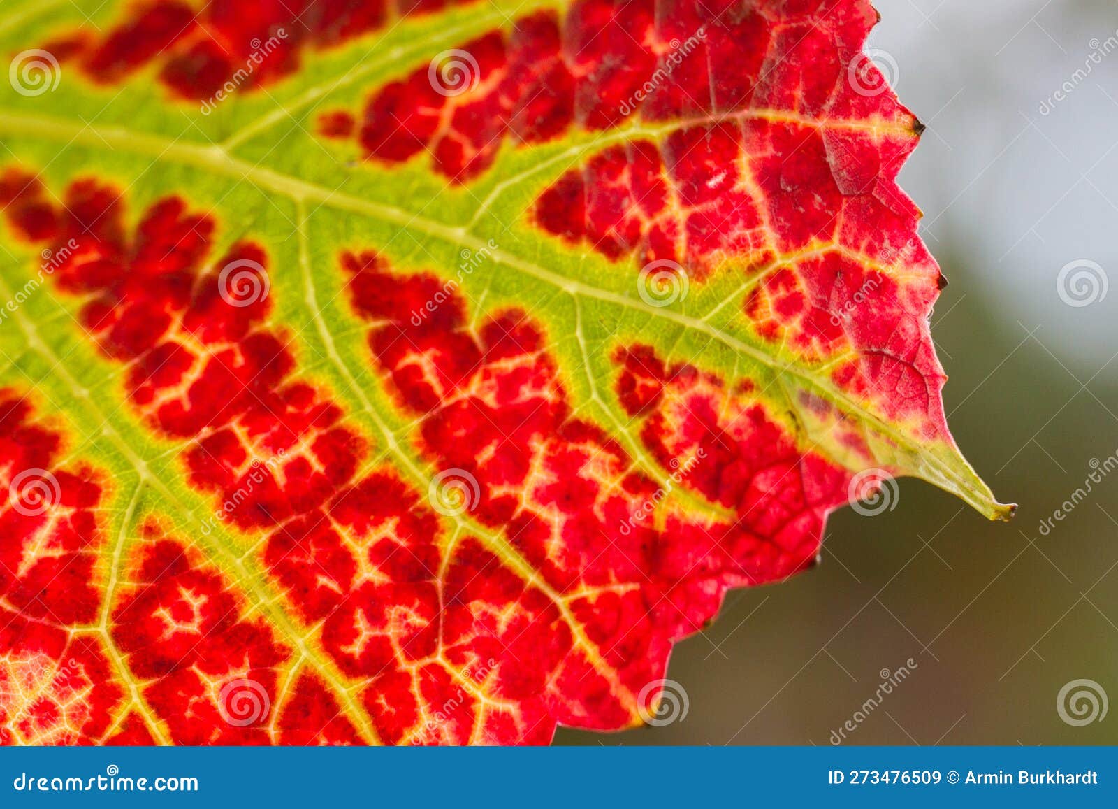 Detail of a Fall Leave in Red Stock Image - Image of design, element ...