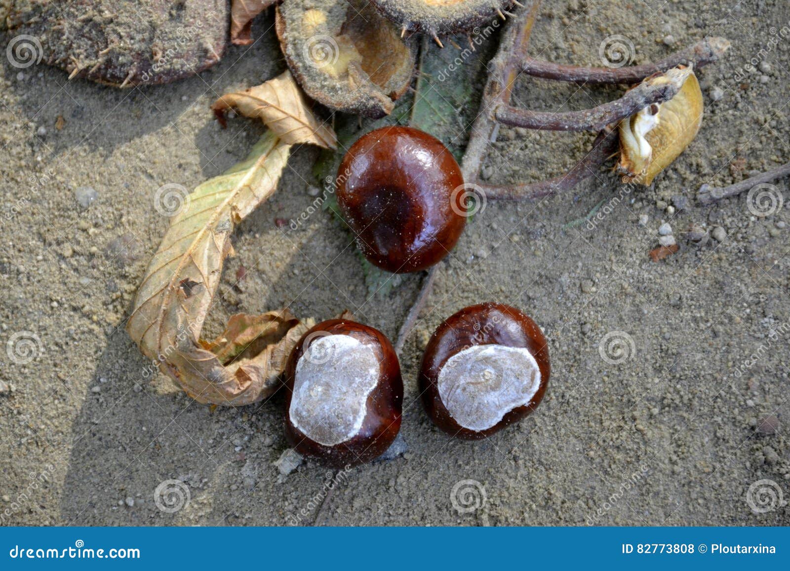 Detail of fallen chestnuts stock photo. Image of botany - 82773808