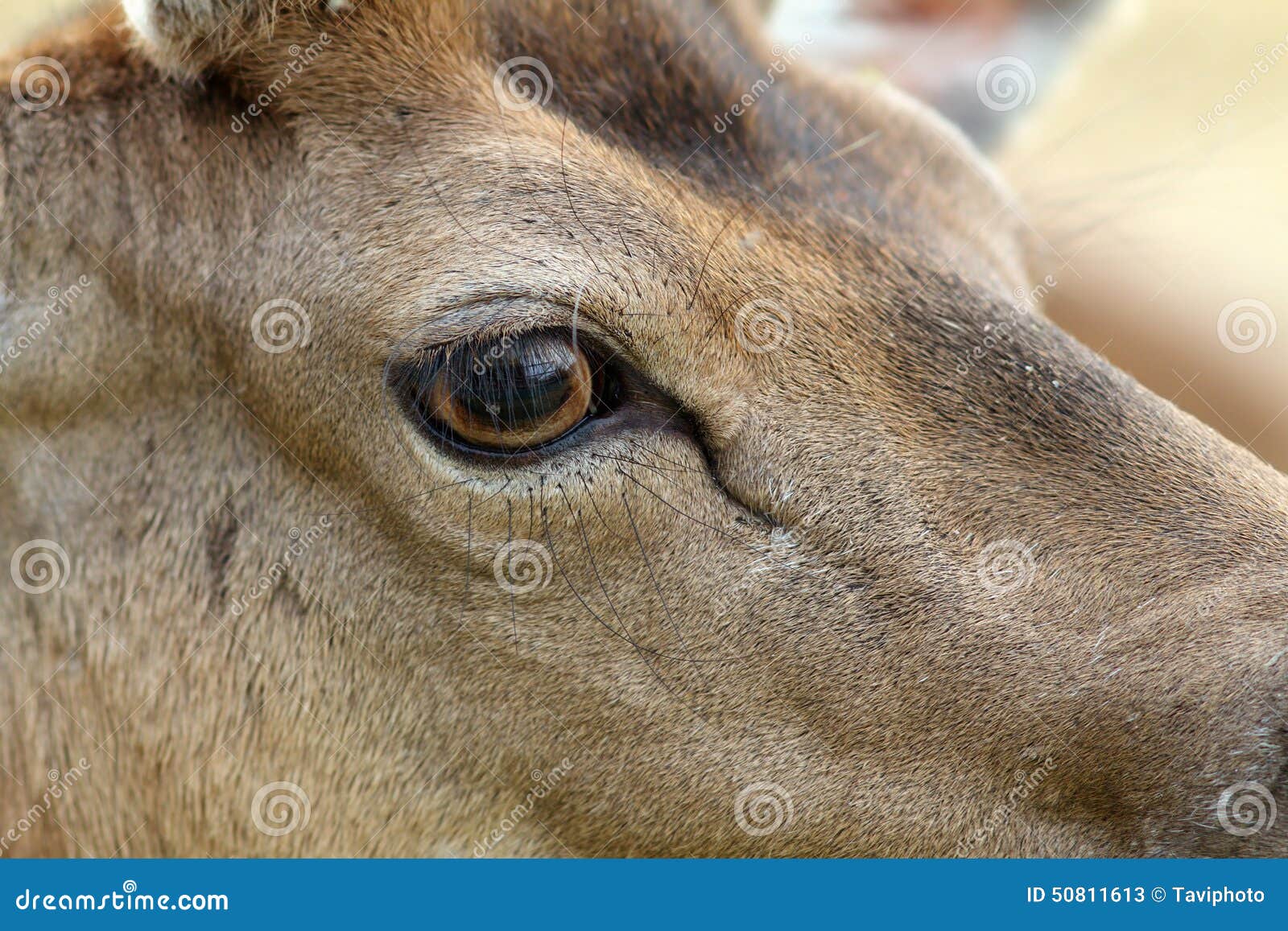 Detail on Fallow Deer Buck Eye Stock Image - Image of young, brown ...
