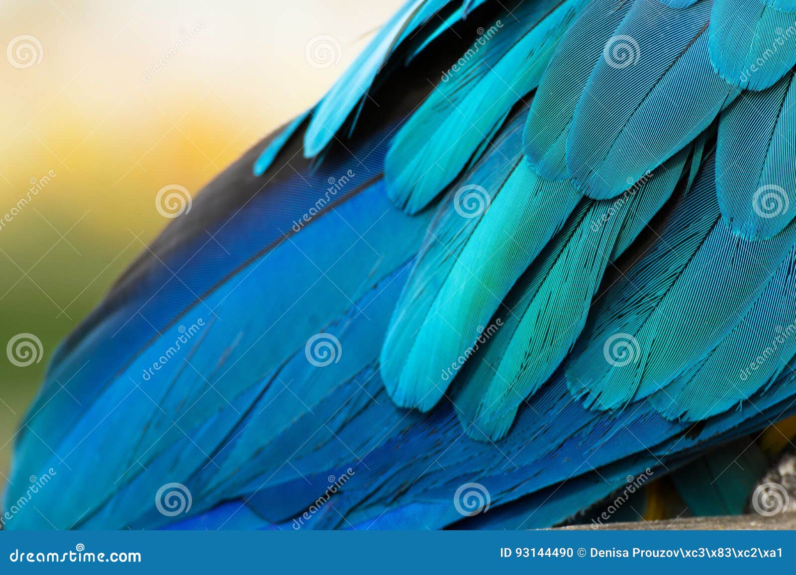 Detail of a Feather Parrot Blue-and-yellow Stock Photo - Image of ...