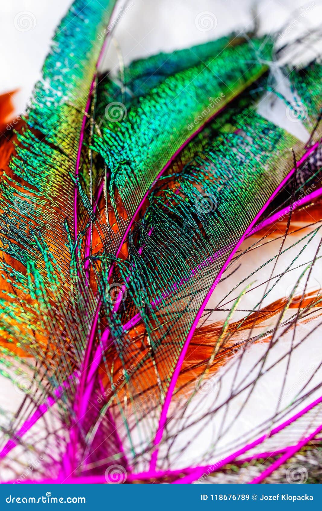 Detail of a Feather Structure in Beautiful Color Tones. Stock Image ...