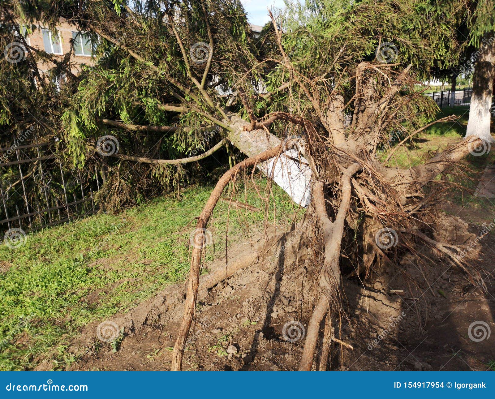 Detail of felled tree stock photo. Image of deforestation - 154917954