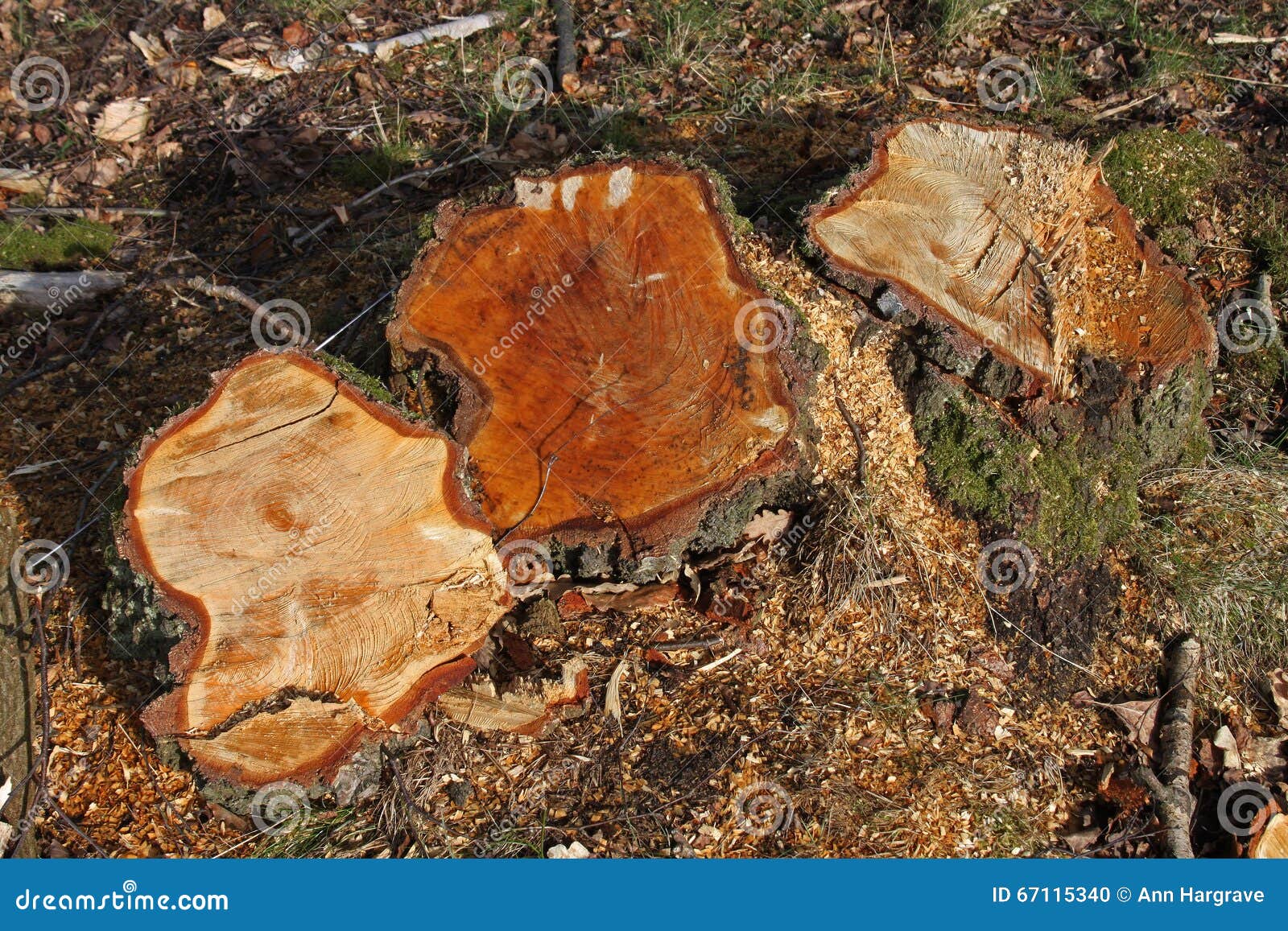 Detail of Felled Tree Stump, Wood Grain. Stock Photo - Image of slice ...