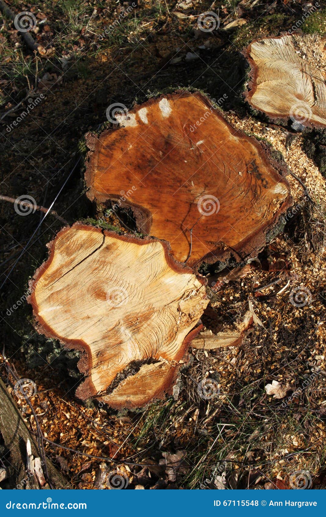 Detail of Felled Tree Stump, Wood Grain. Stock Photo - Image of forest ...