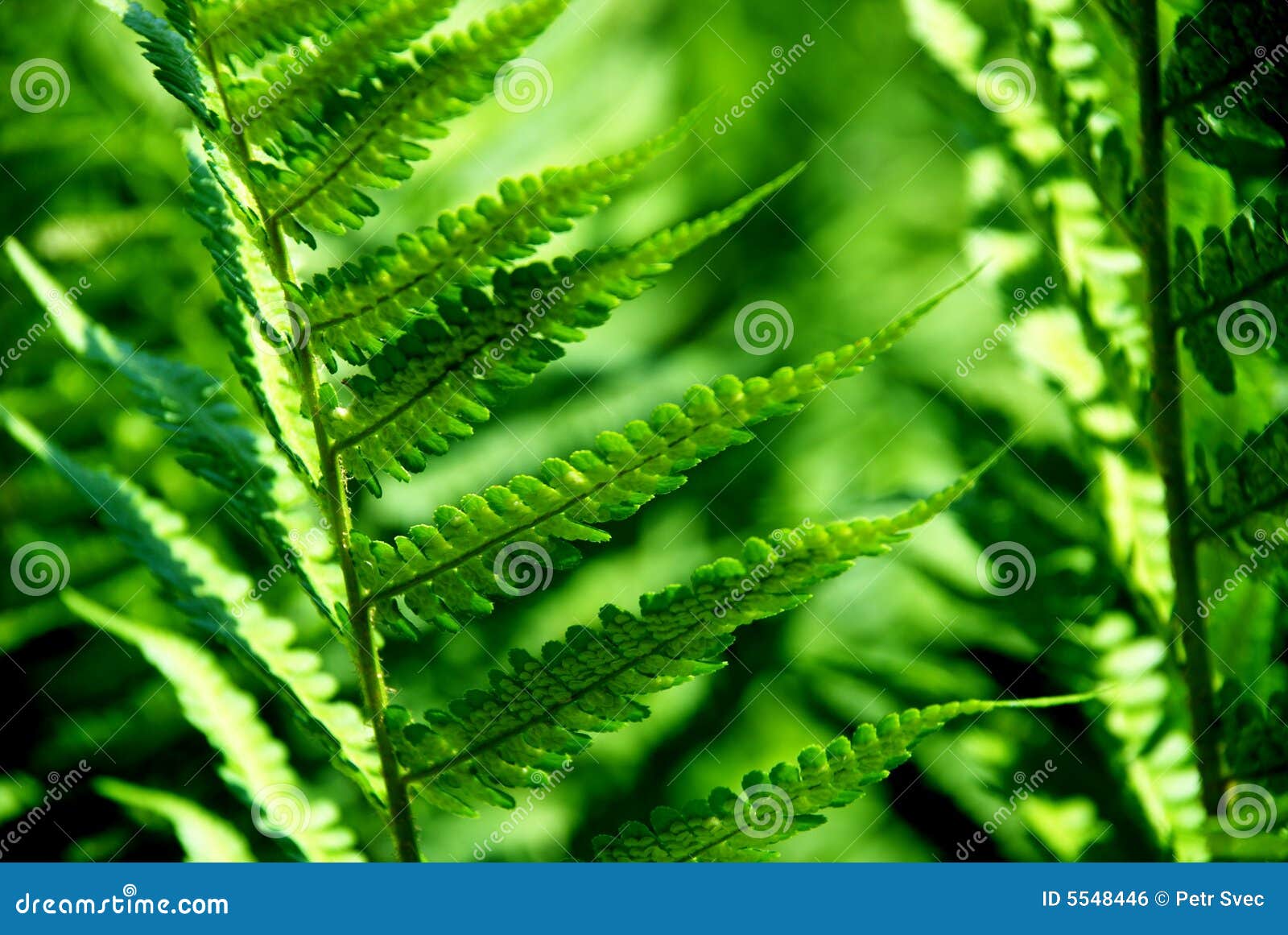 Detail of a fern stock photo. Image of frond, fresh, exotic - 5548446