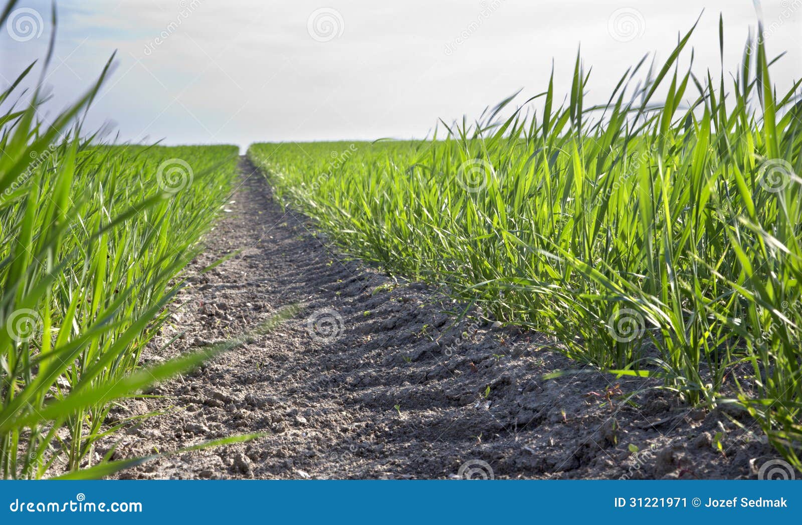 Detail from field of grain stock image. Image of spring - 31221971
