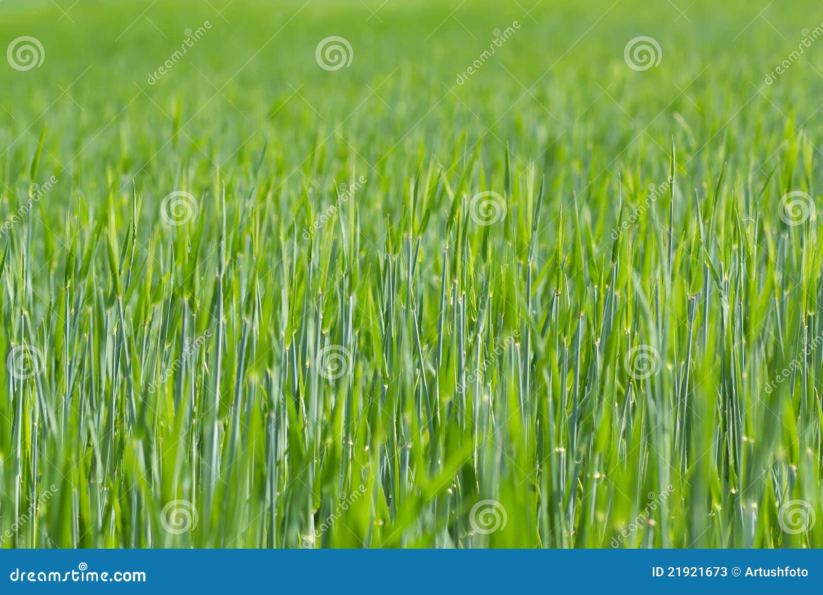 Detail of Field with Green Spring Grains Stock Image - Image of nature ...