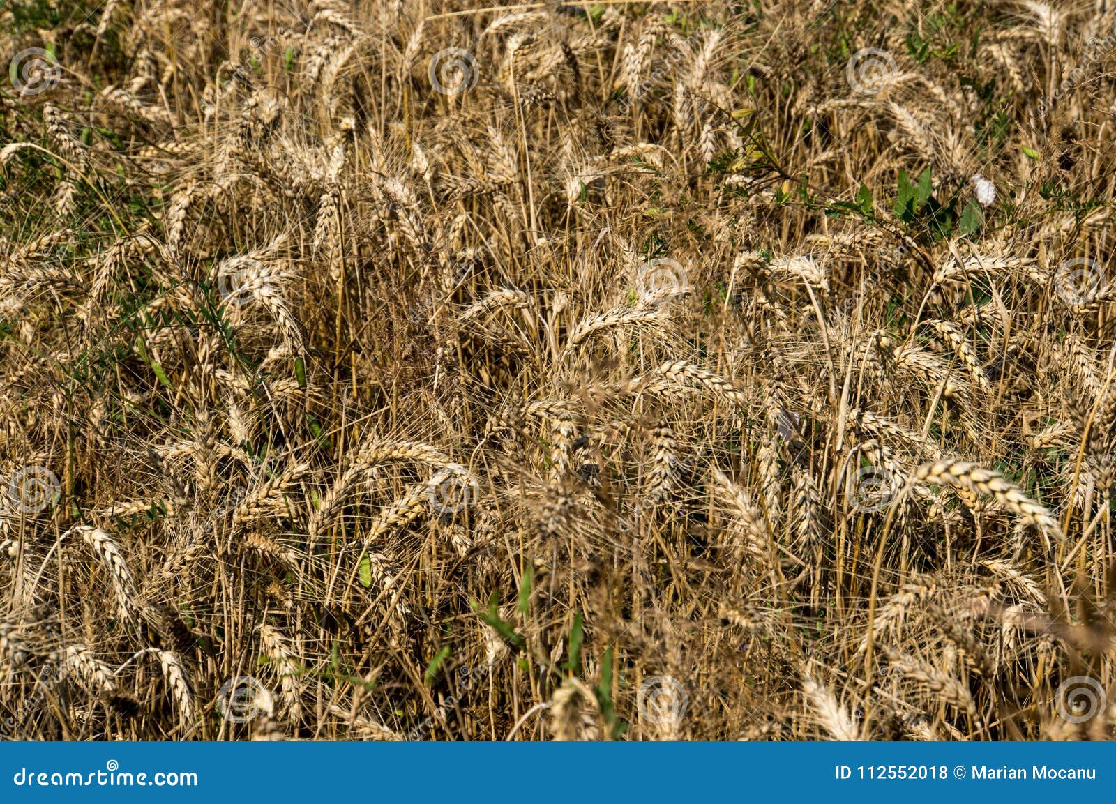 A large field of wheat stock photo. Image of closeup - 112552018