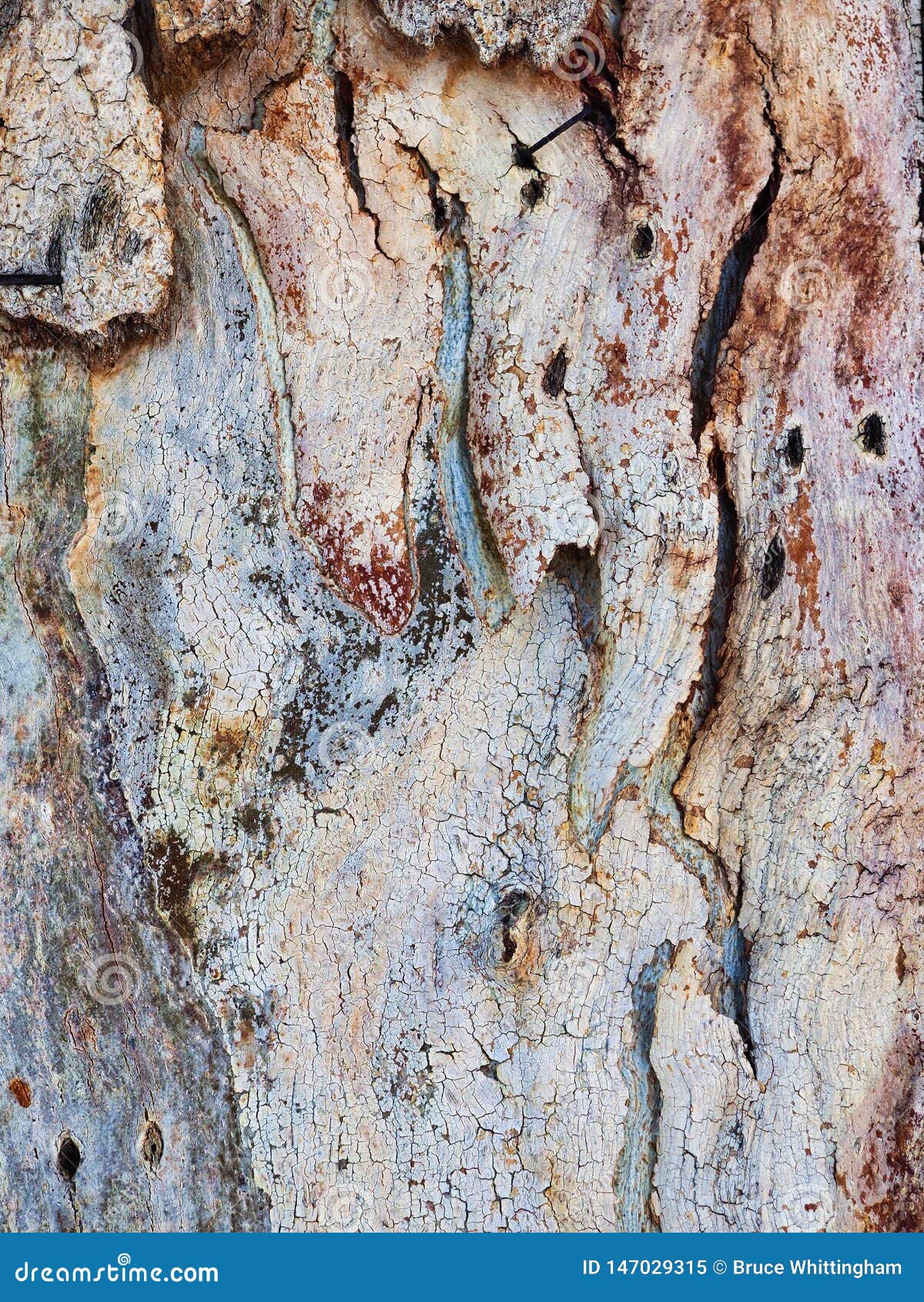 Abstract Eucalyptus Tree Bark Textured Pattern Stock Image - Image of coloured, background ...