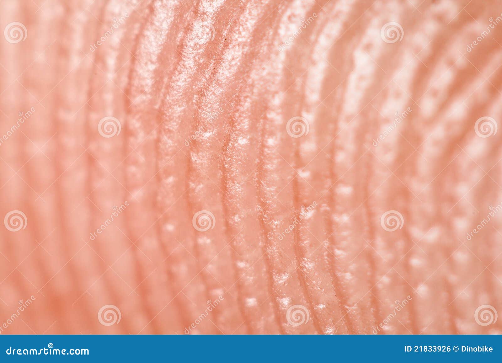 Detail of a Fingerprint Showing Texture Stock Photo - Image of groove ...