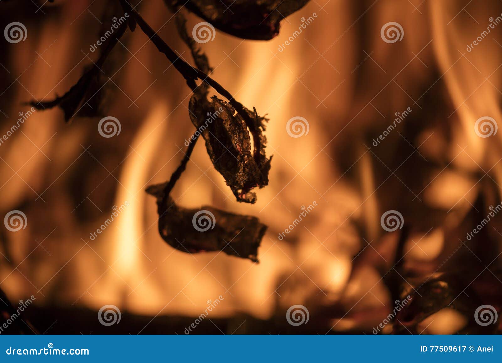 Detail on the Fire with Burning Twigs, Logs and Leaves Stock Image ...