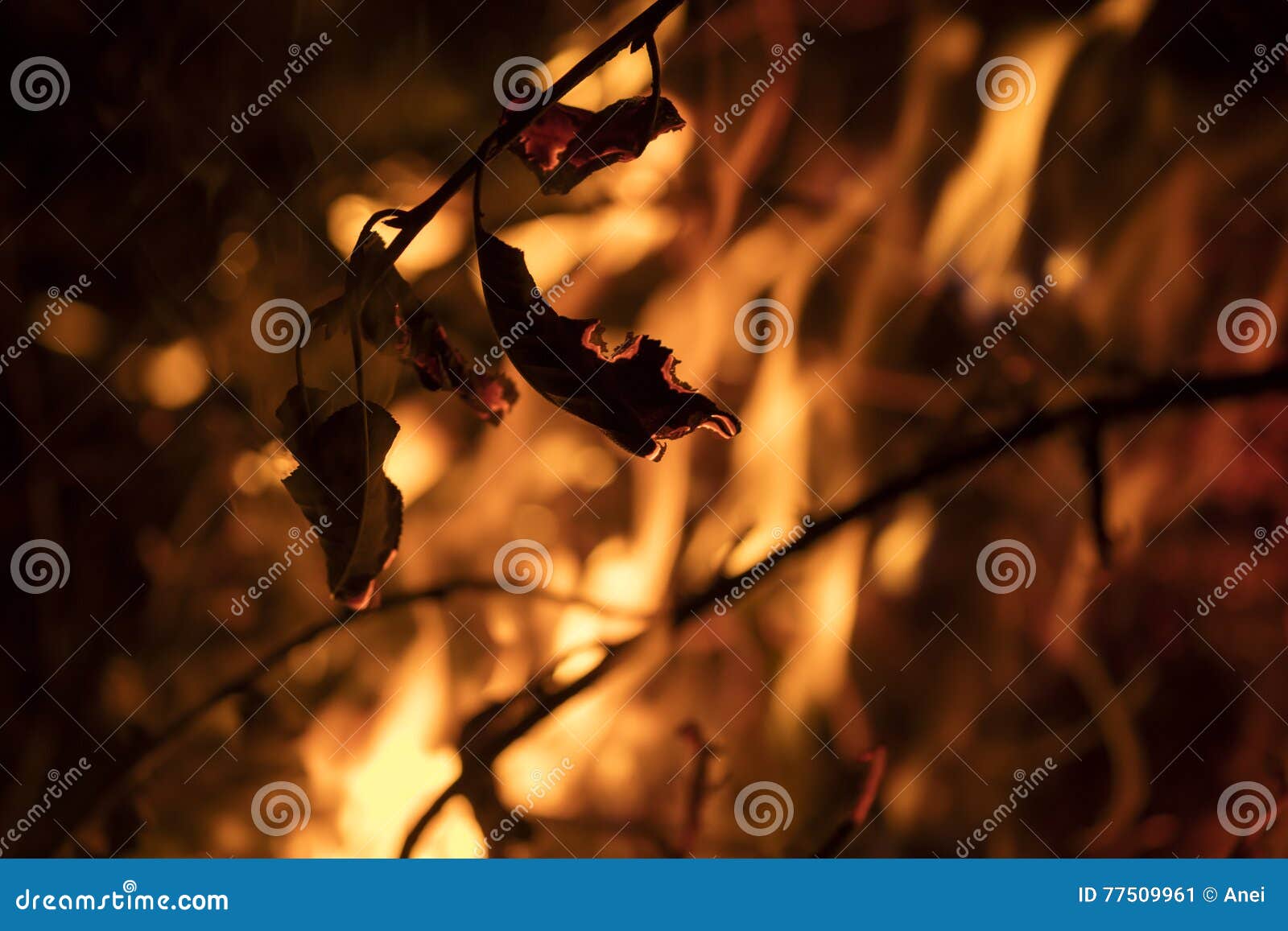 Detail on the Fire with Burning Twigs, Logs and Leaves Stock Image ...