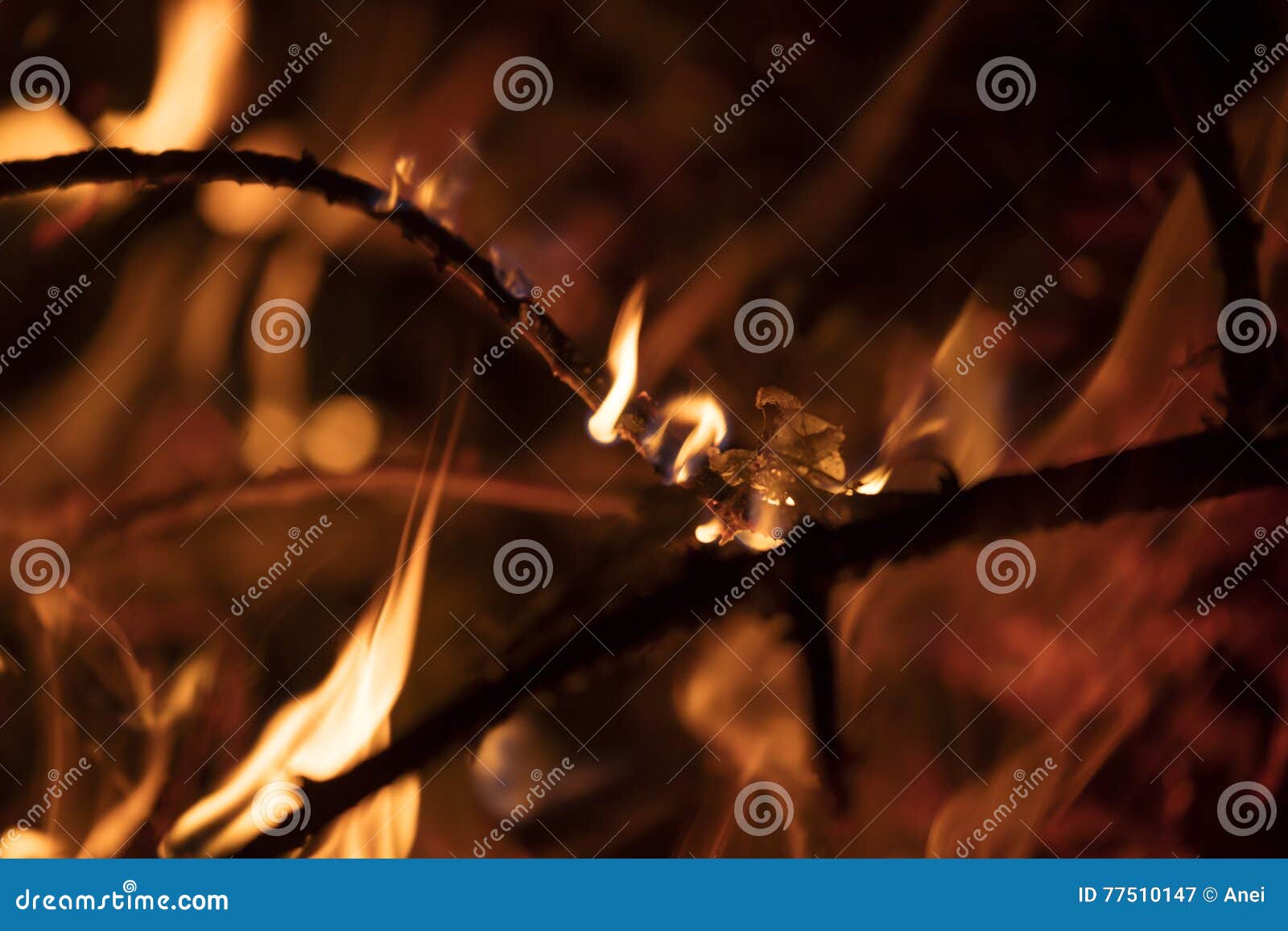Detail on the Fire with Burning Twigs, Logs and Leaves Stock Image ...