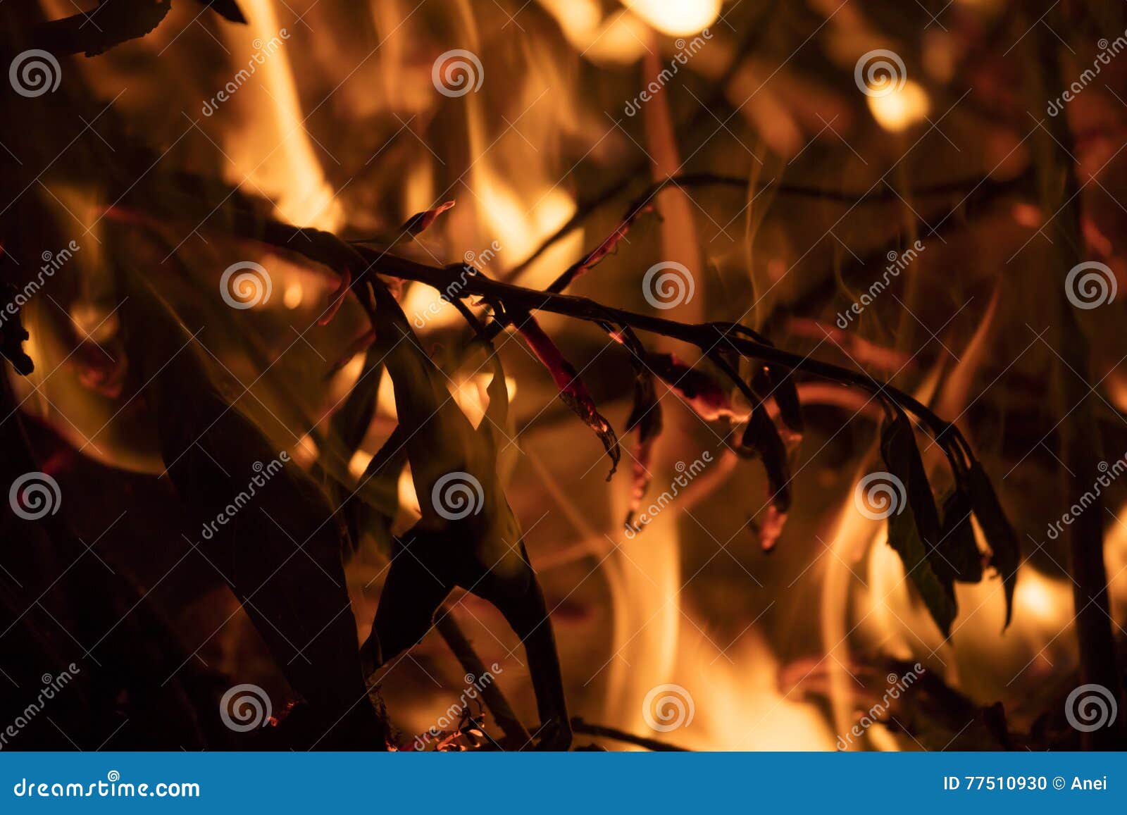 Detail on the Fire with Burning Twigs, Logs and Leaves Stock Photo ...