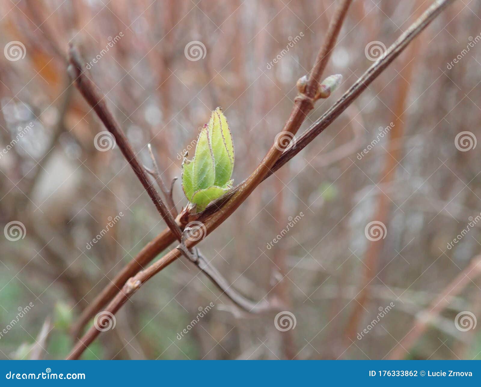 Detail of a First Leaf in Spring Stock Photo - Image of gardening, herb ...