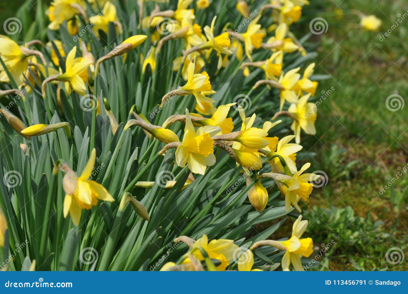 Spring daffodils stock image. Image of black, detail - 113456791