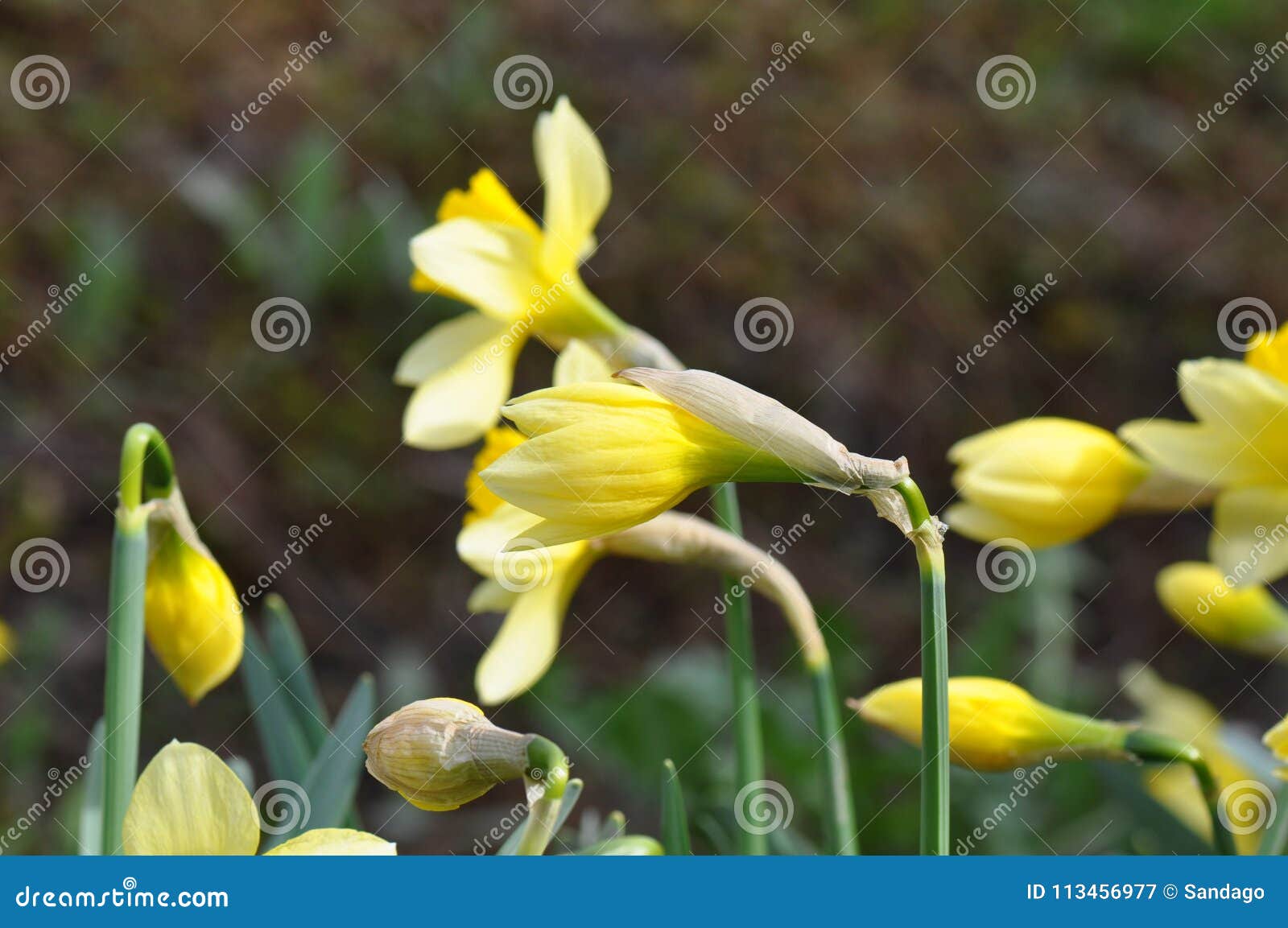 Spring daffodils stock image. Image of close, blossoms - 113456977