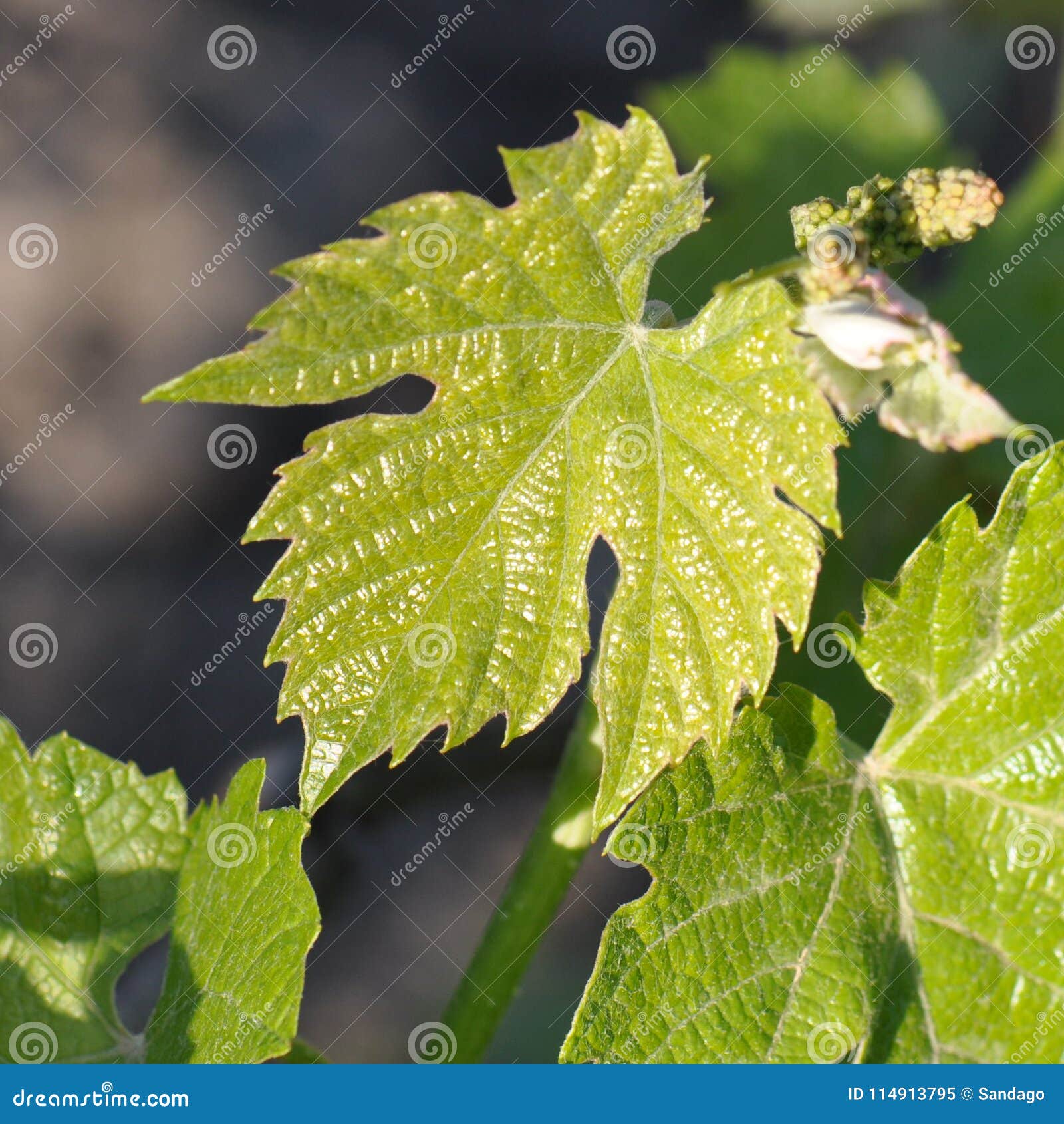 Vine leaf stock image. Image of nature, color, colors - 114913795