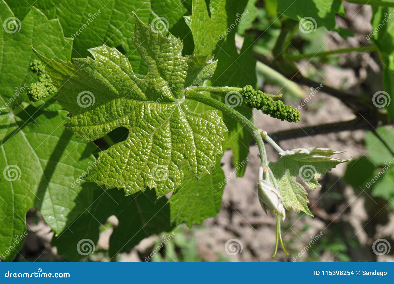 Vine leaf stock photo. Image of green, colors, leaf - 115398254